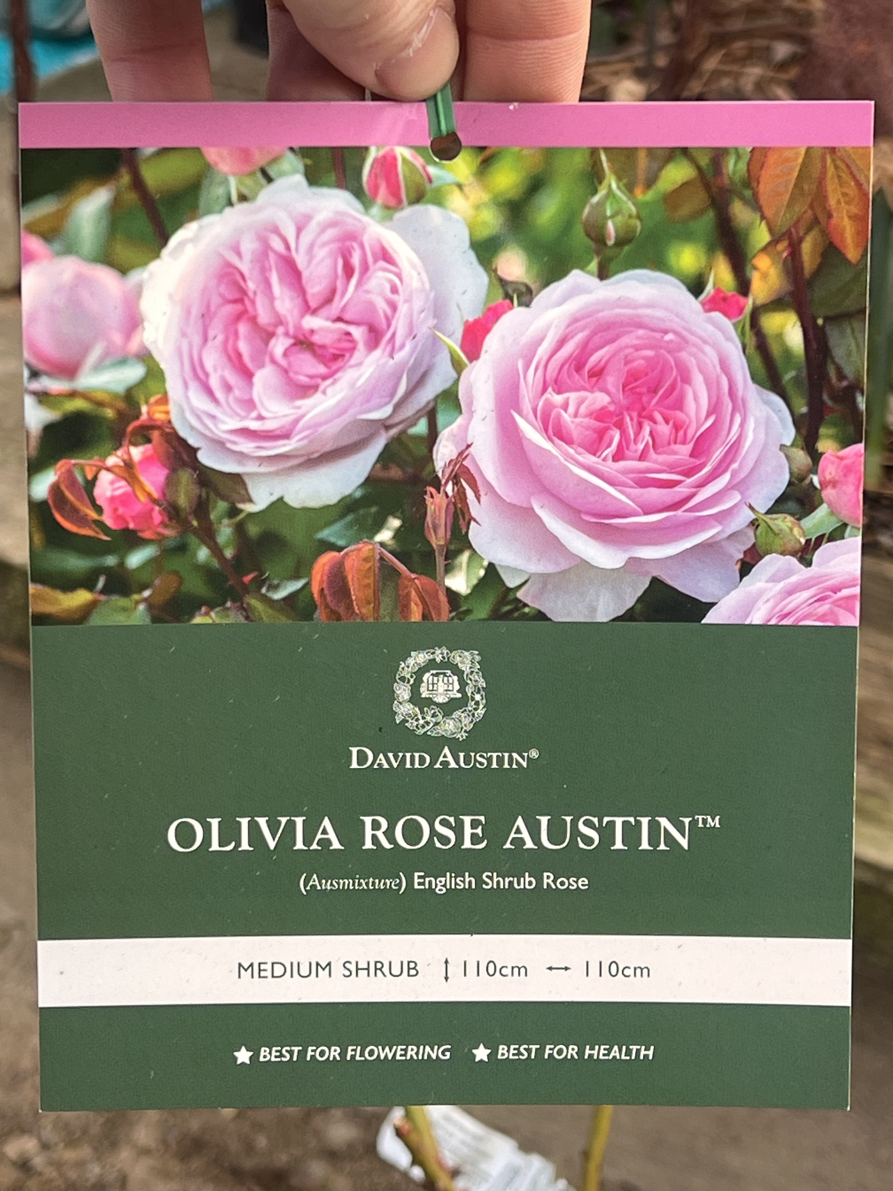 Rose - David Austin 'Olivia Rose Austin' – Northcote Nursery