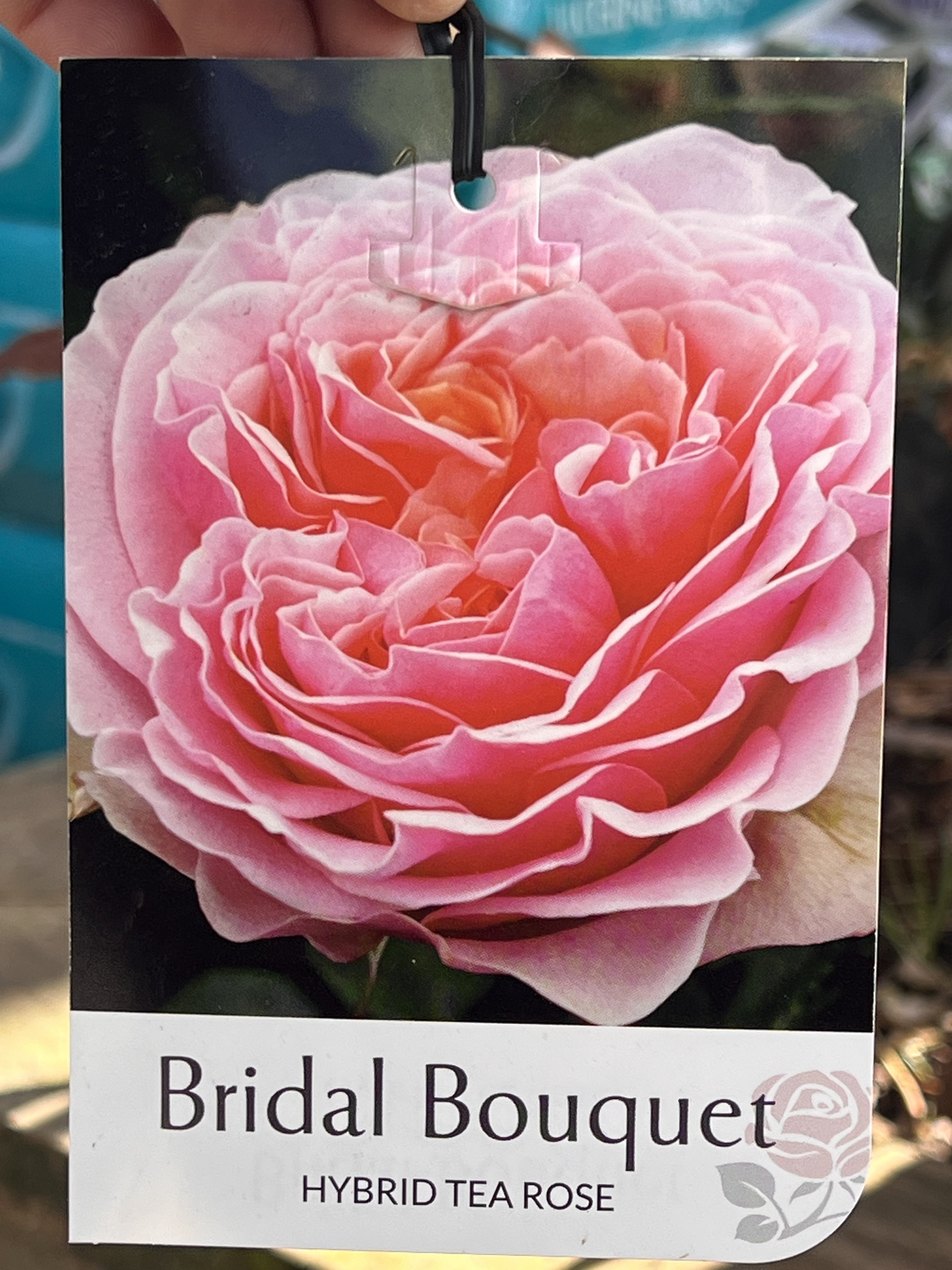 Rose - Hybrid Tea 'Bridal Bouquet' – Northcote Nursery