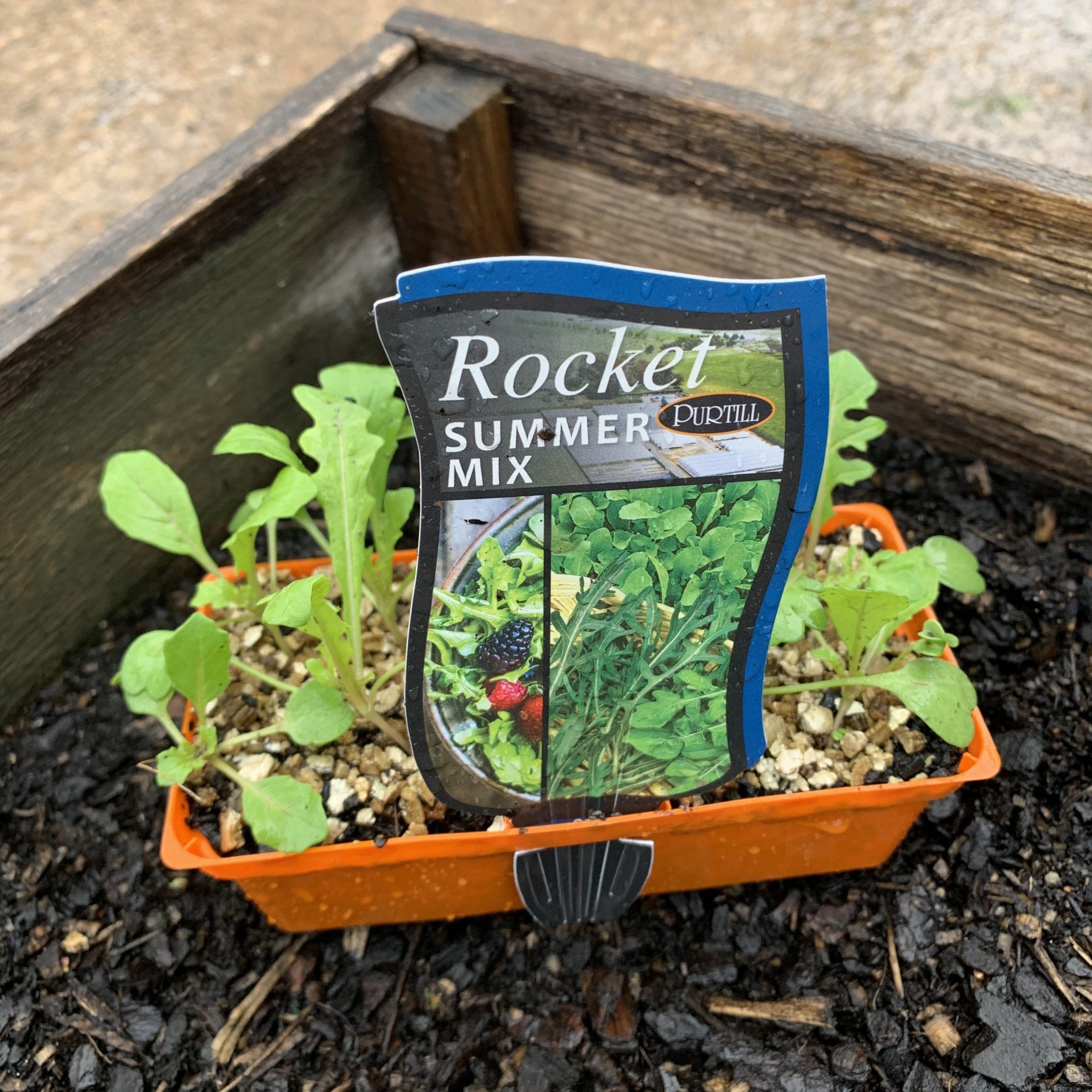 Rocket 'Summer Mix' – Northcote Nursery