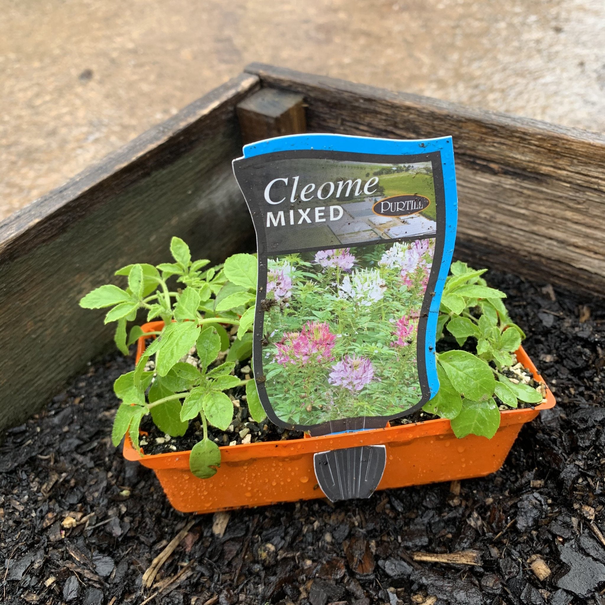 Cleome 'Mixed' – Northcote Nursery