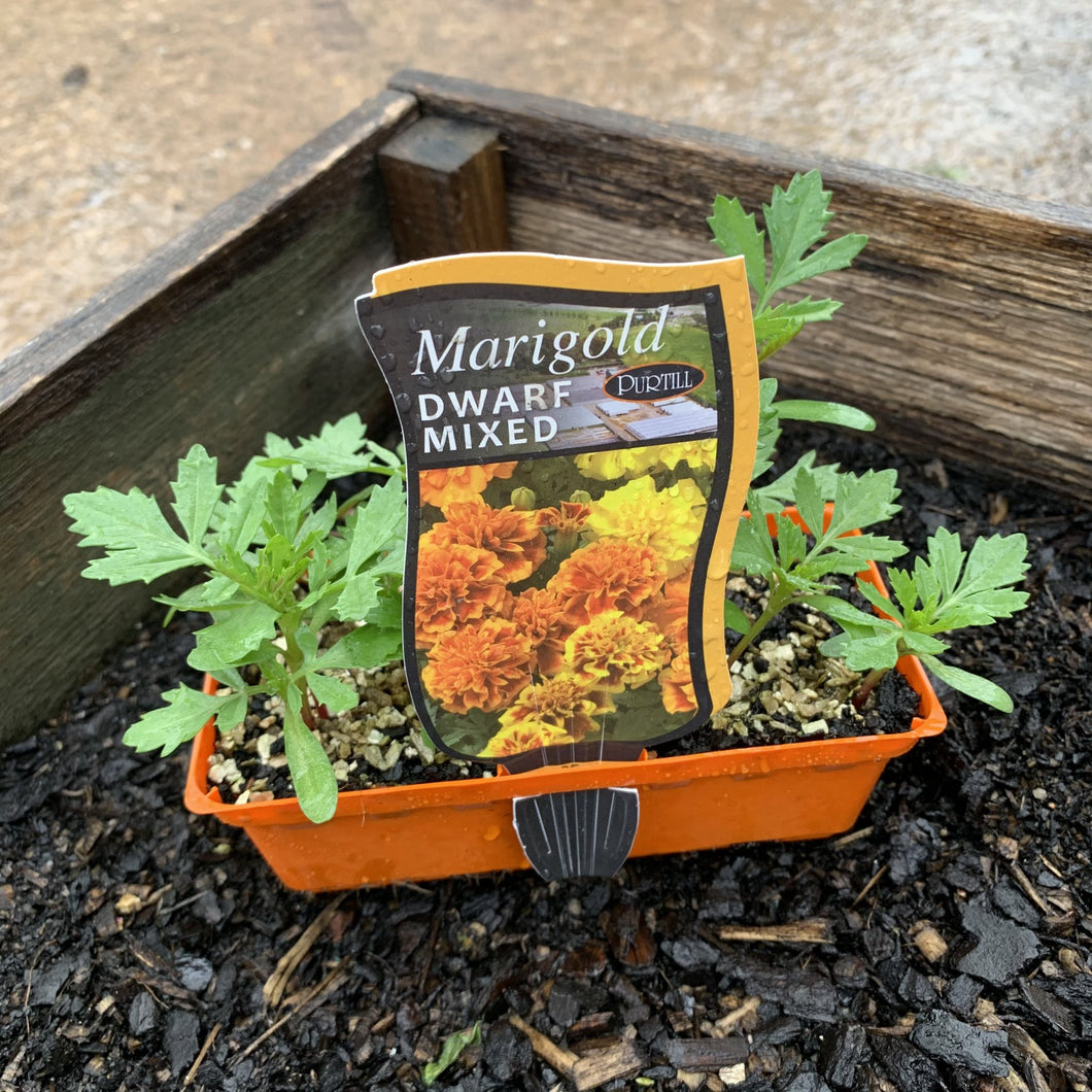 Marigold 'Dwarf Mixed' – Northcote Nursery
