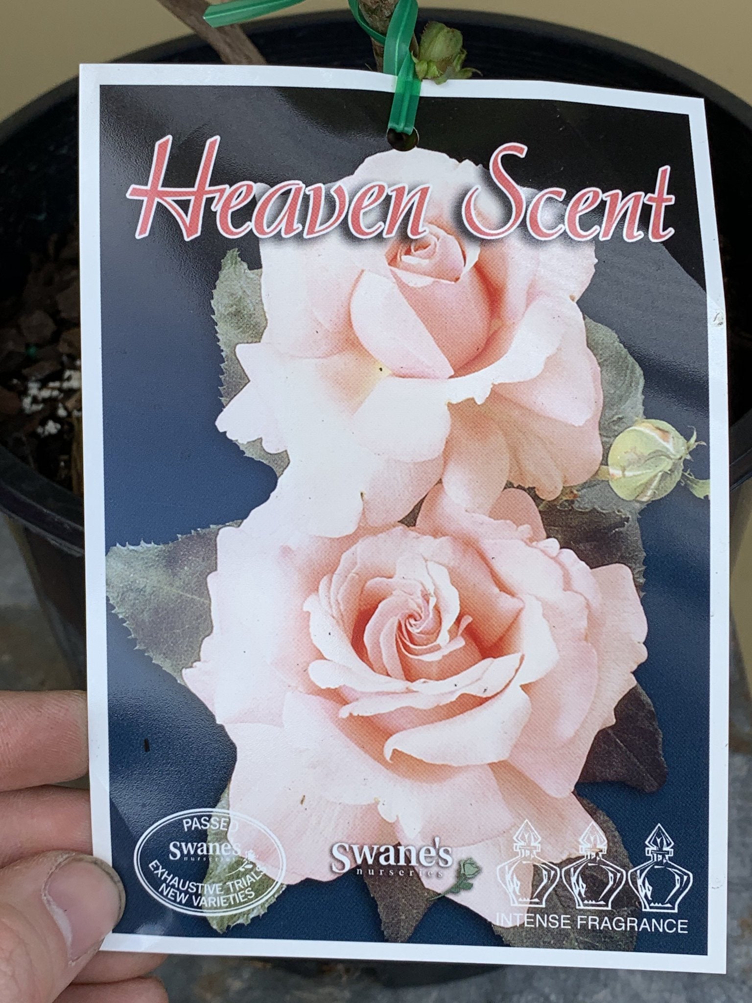 Rose - Hybrid Tea 'Heaven Scent' – Northcote Nursery