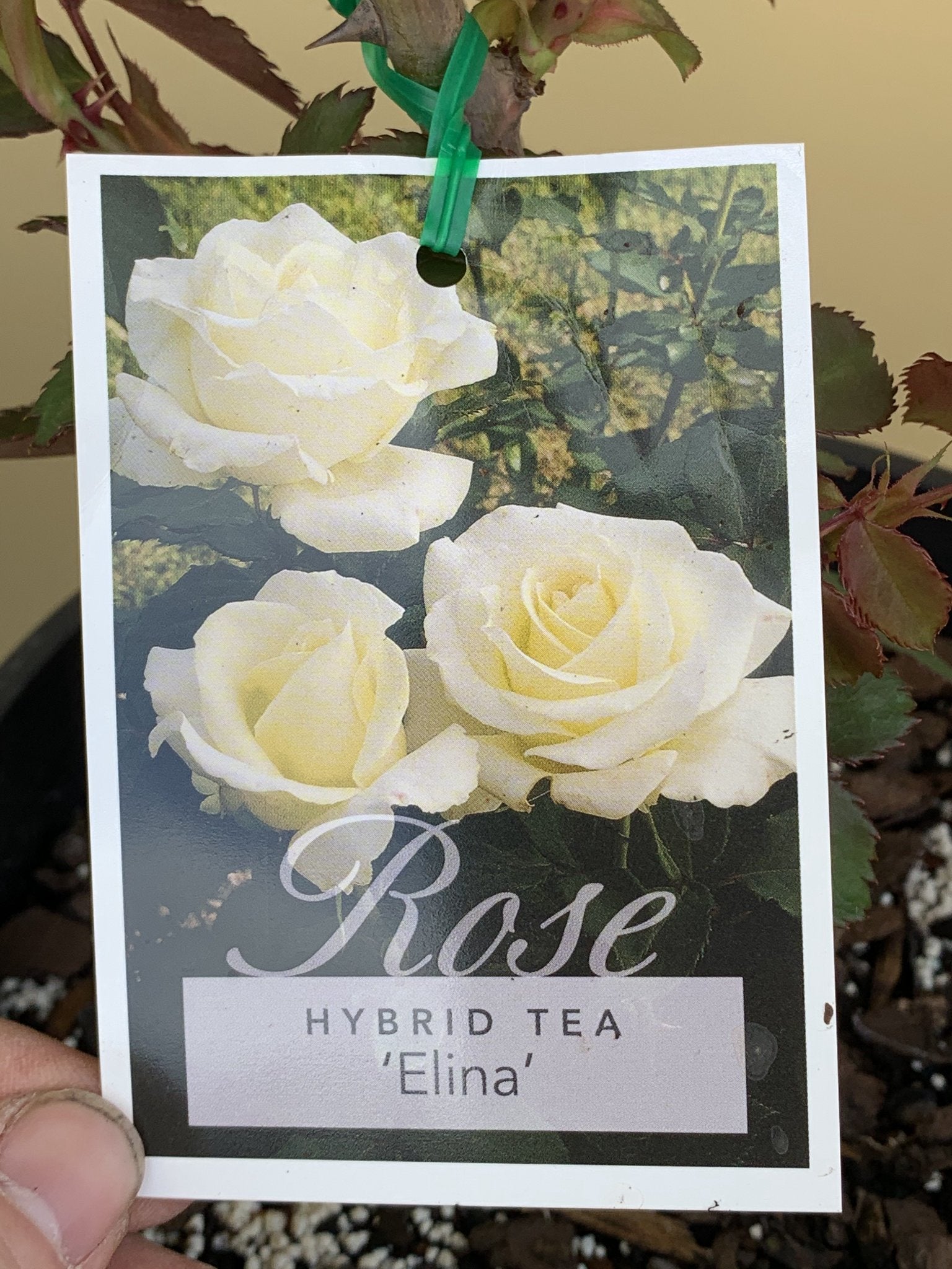 Rose - Hybrid Tea 'Elina' – Northcote Nursery