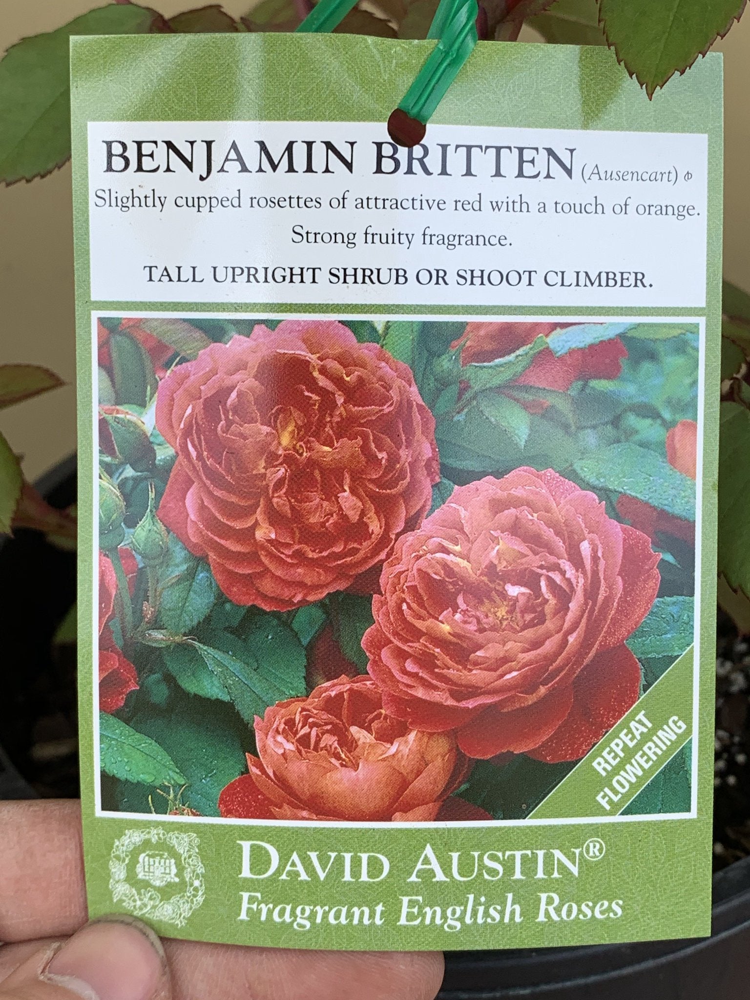 Rose - David Austin 'Benjamin Britten' – Northcote Nursery