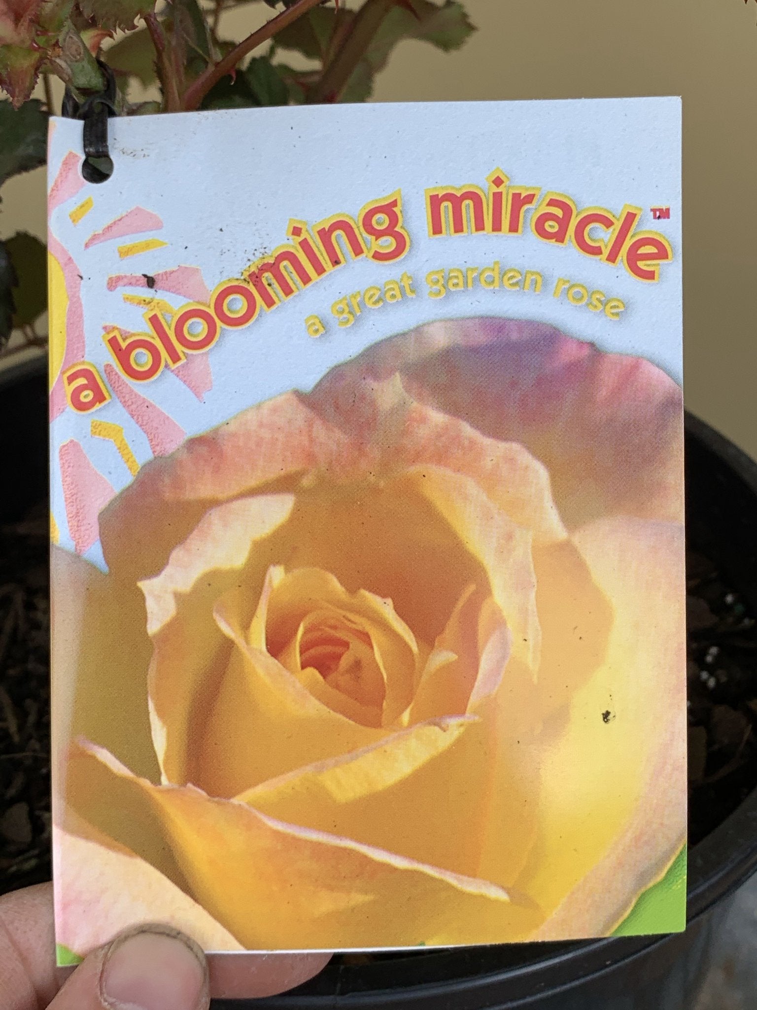 Rose 'Blooming Miracle' – Northcote Nursery