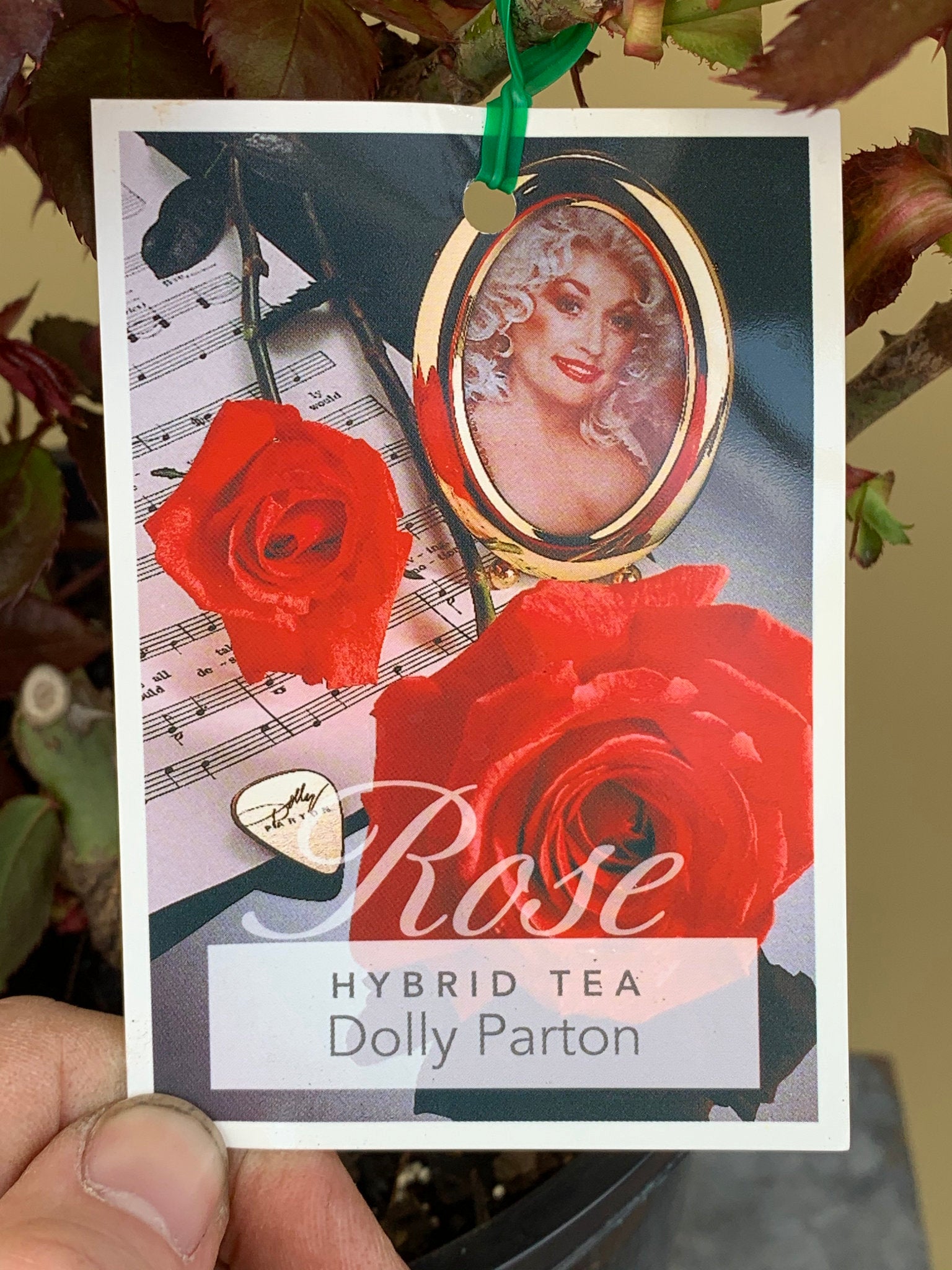 Rose - Hybrid Tea 'Dolly Parton' – Northcote Nursery