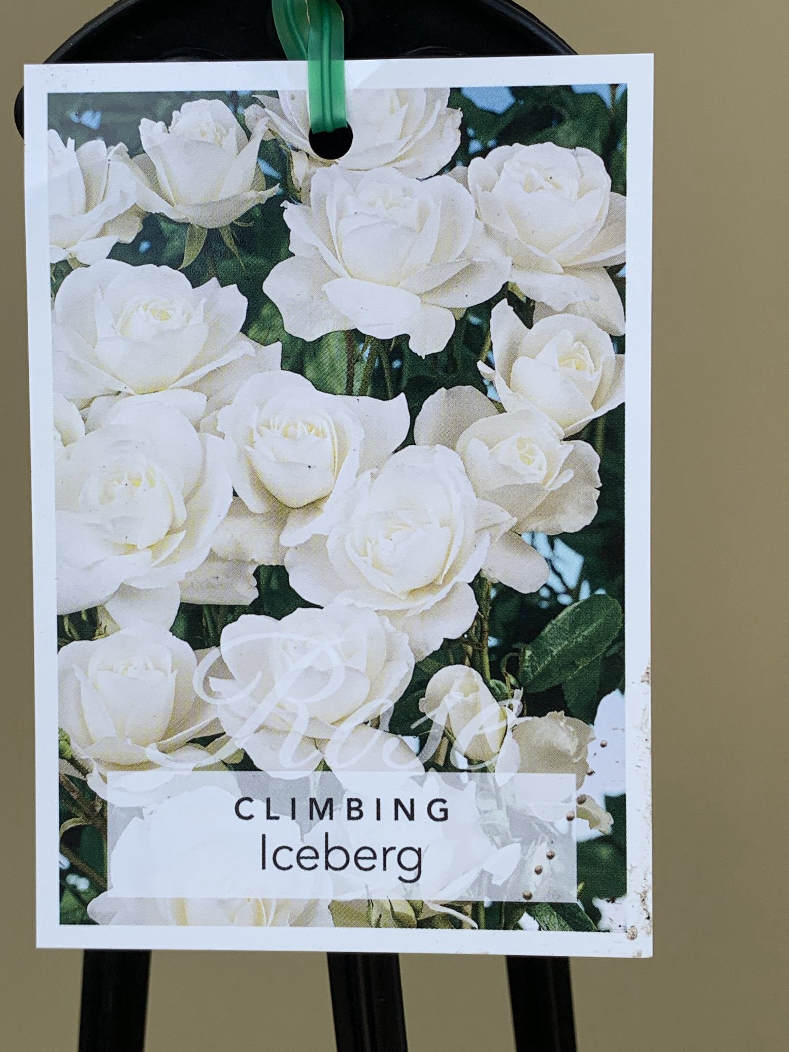 Rose - Climbing 'Iceberg' – Northcote Nursery