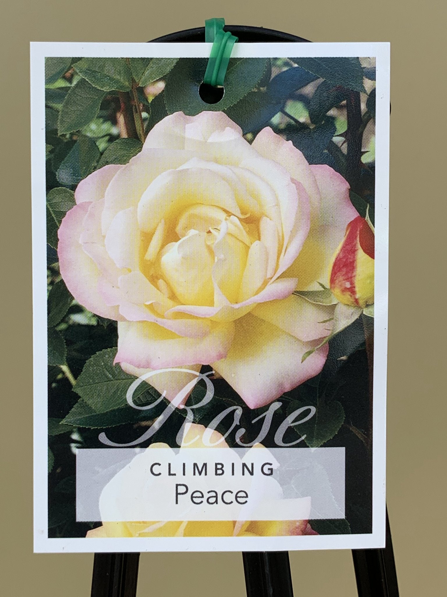 Rose - Climbing 'Peace' – Northcote Nursery