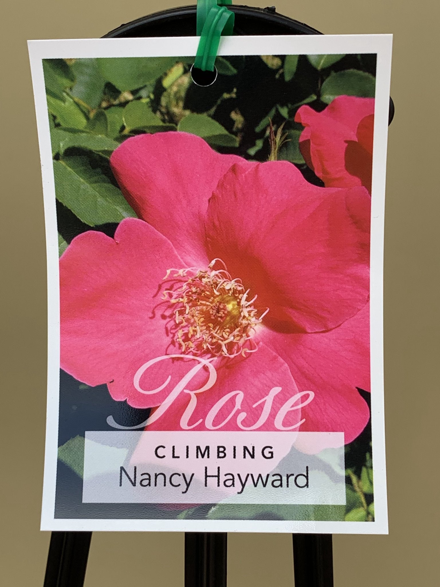 Rose - Climbing 'Nancy Hayward' – Northcote Nursery