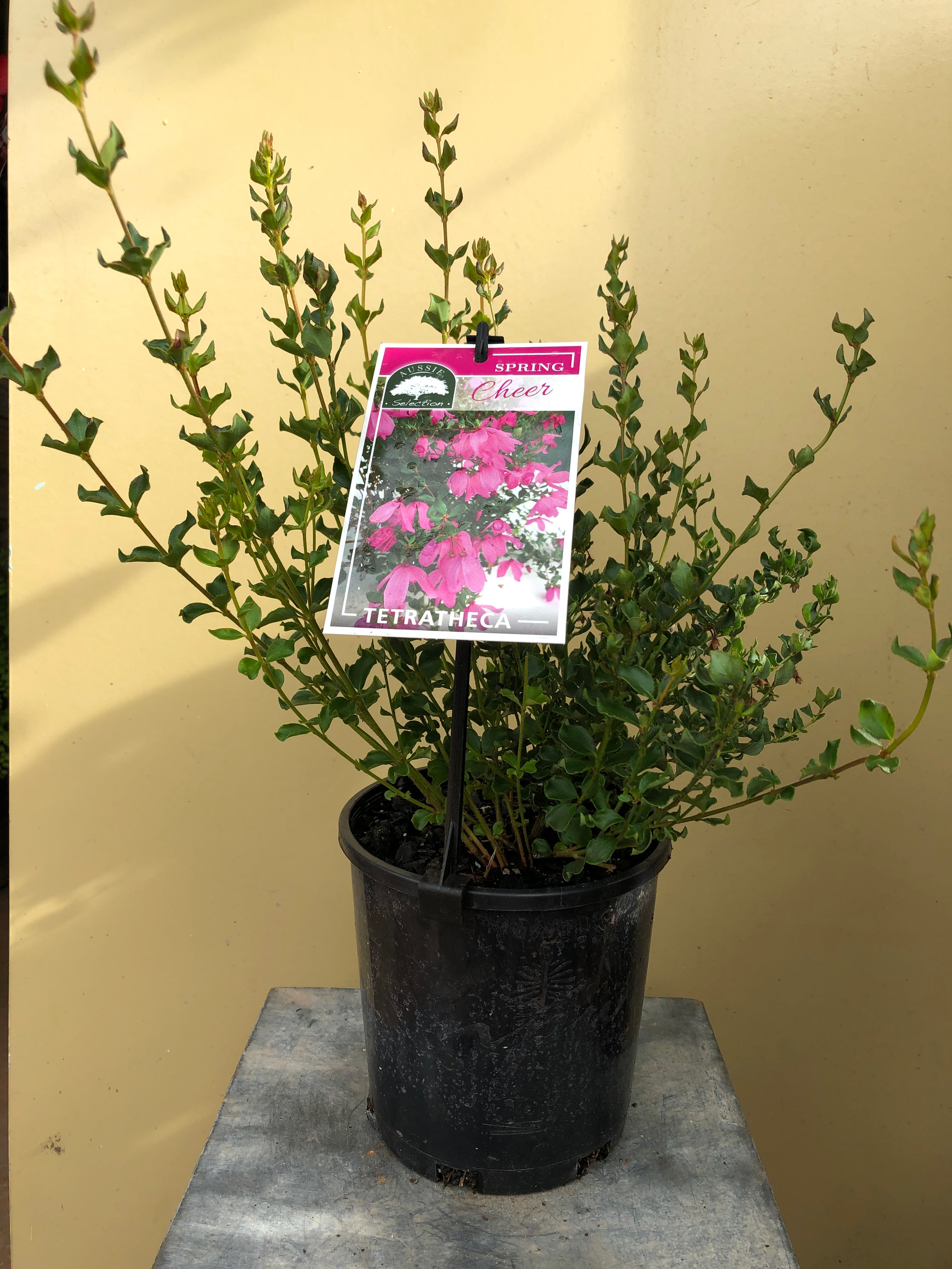 Tetratheca 'Spring Cheer' – Northcote Nursery