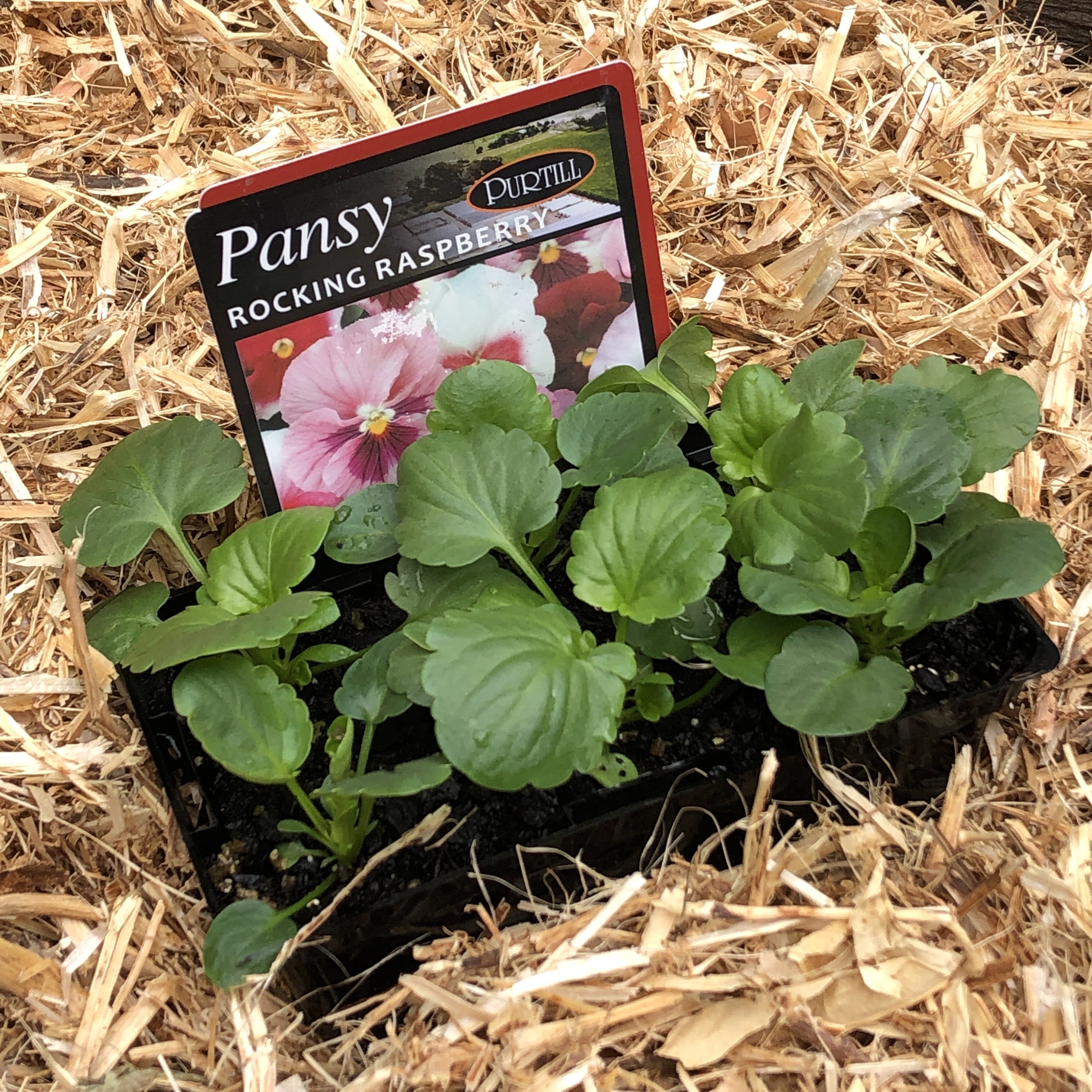 Pansy 'Rocking Raspberry' – Northcote Nursery