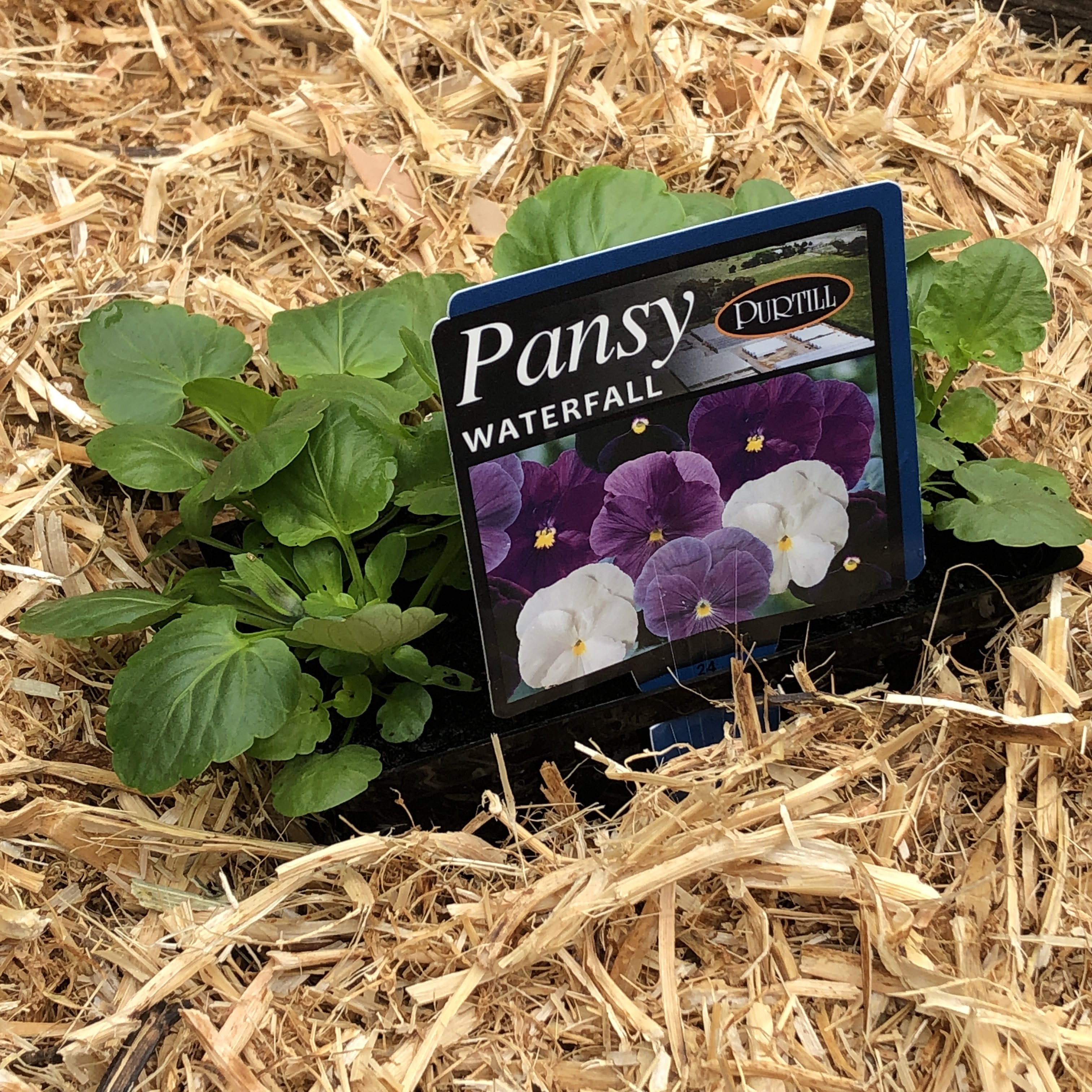 Pansy 'Waterfall' – Northcote Nursery