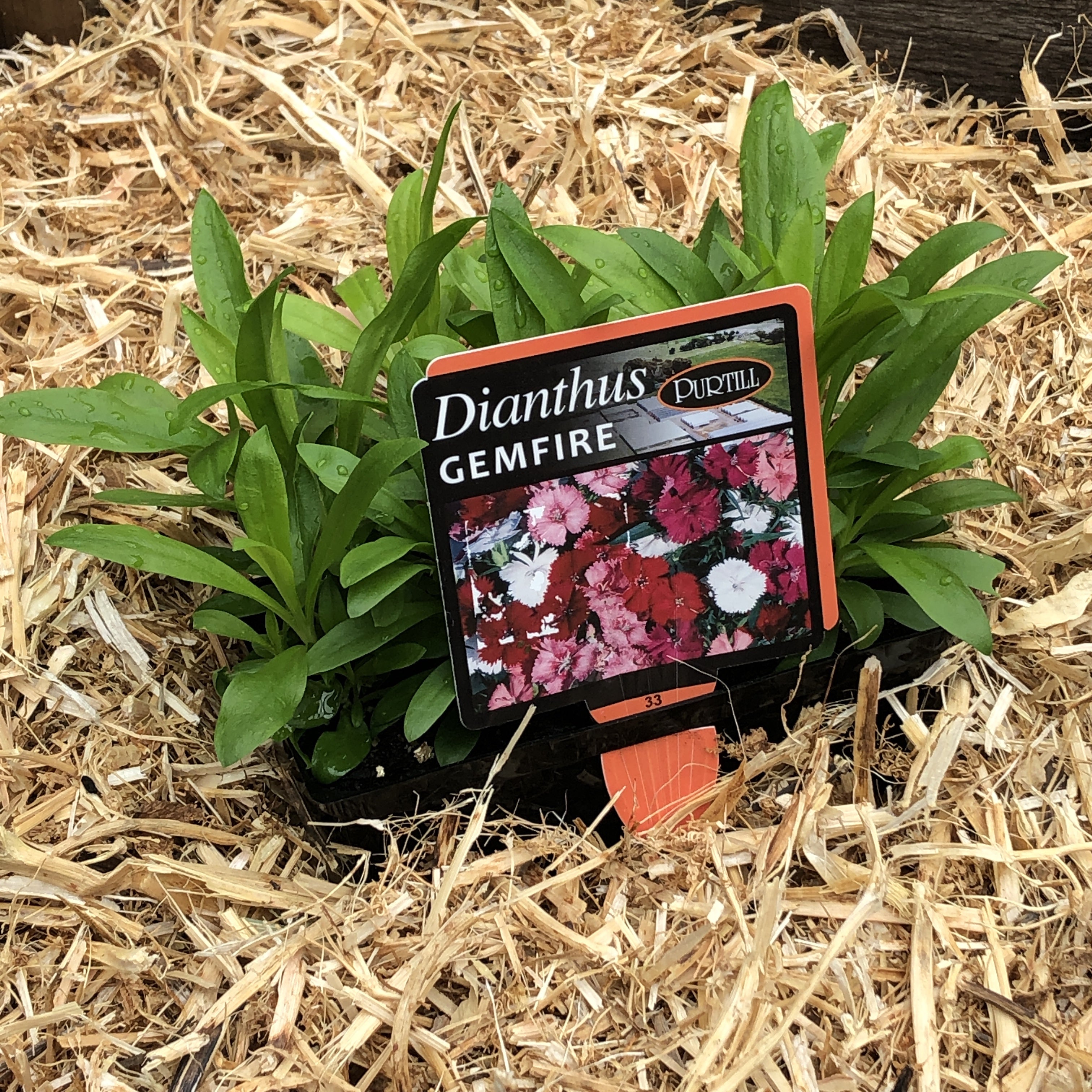 Dianthus ‘Gemfire’ – Northcote Nursery