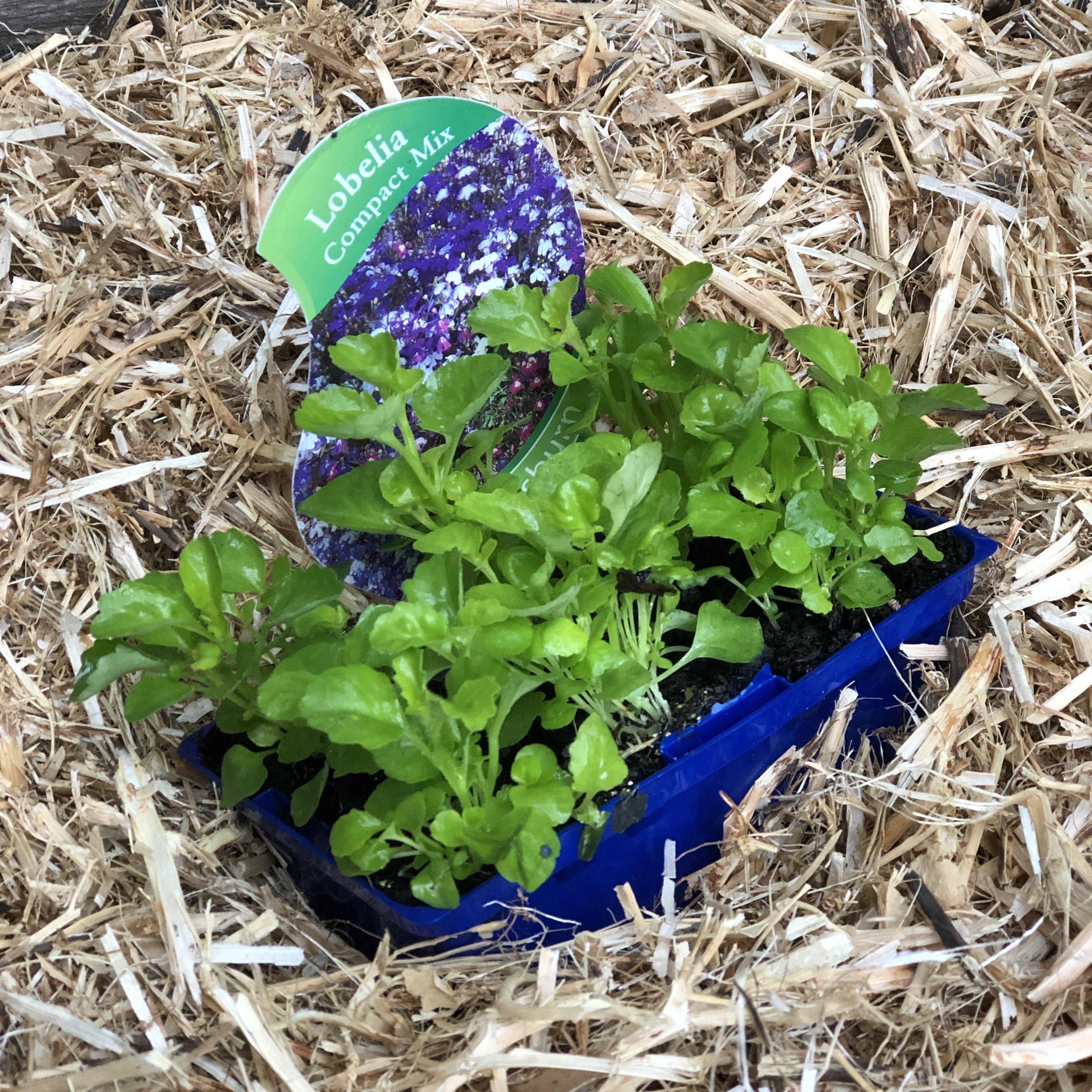 Lobelia ‘Compact Mix’ – Northcote Nursery
