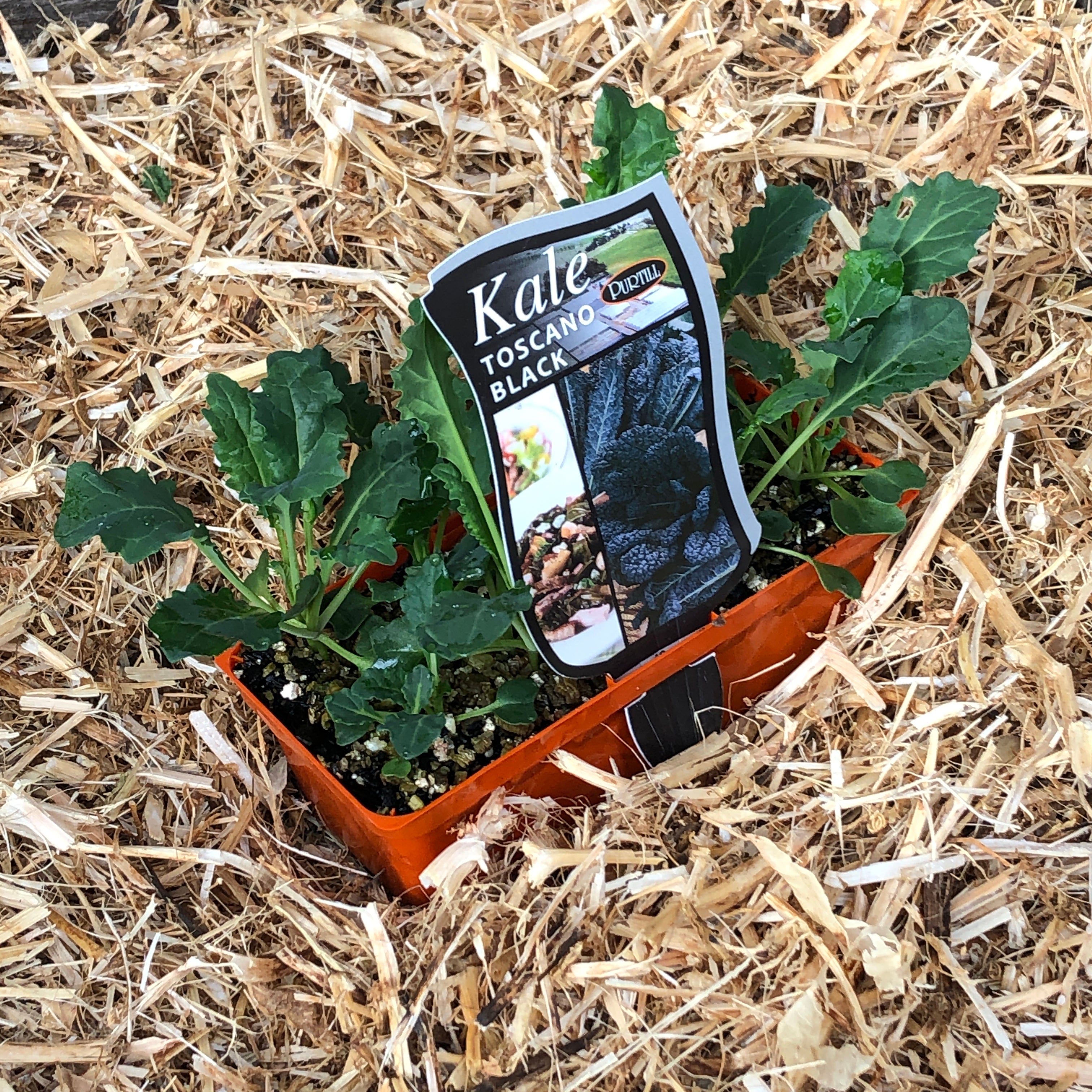 Kale 'Toscano Black' – Northcote Nursery