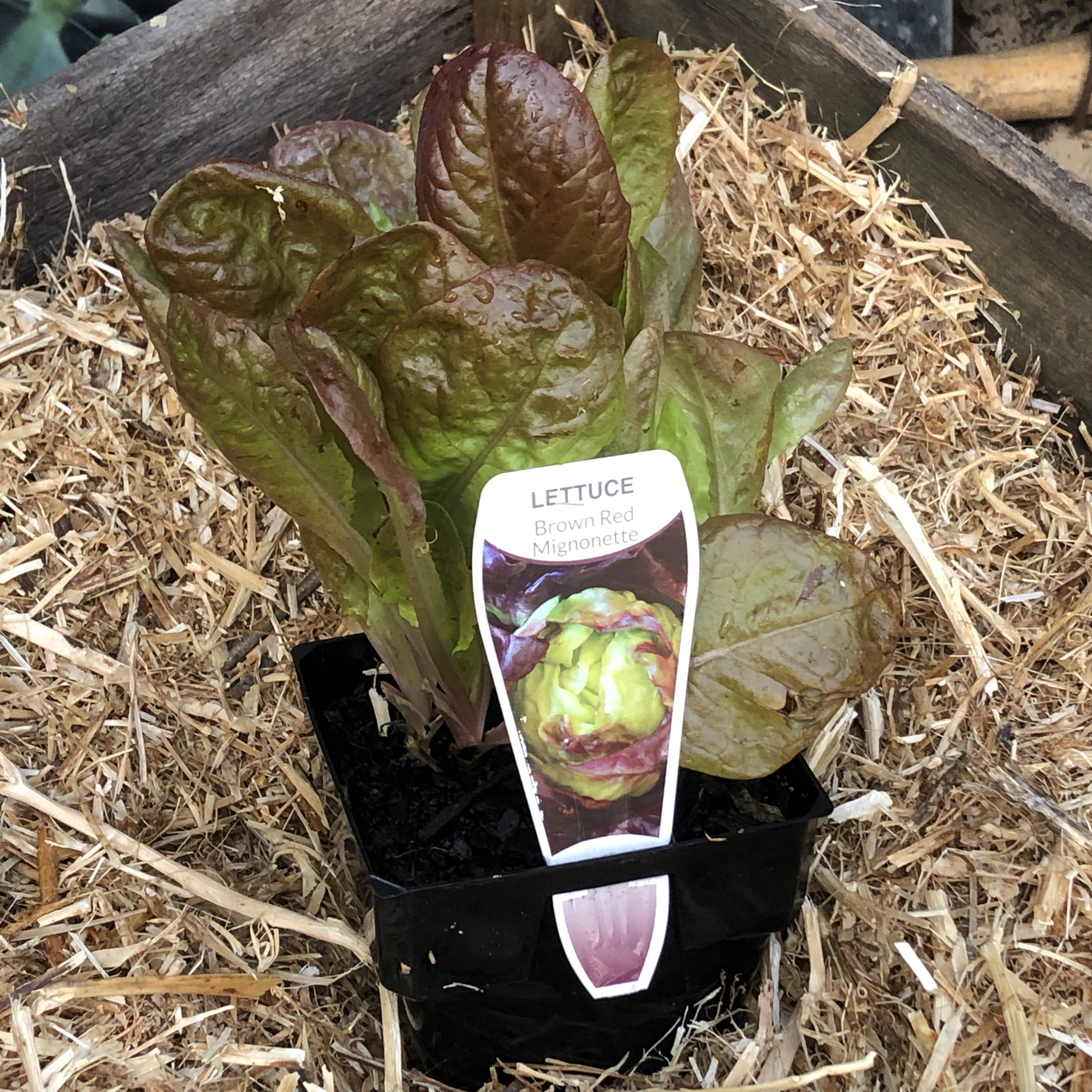 Lettuce 'Brown Red Mignonette' – Northcote Nursery