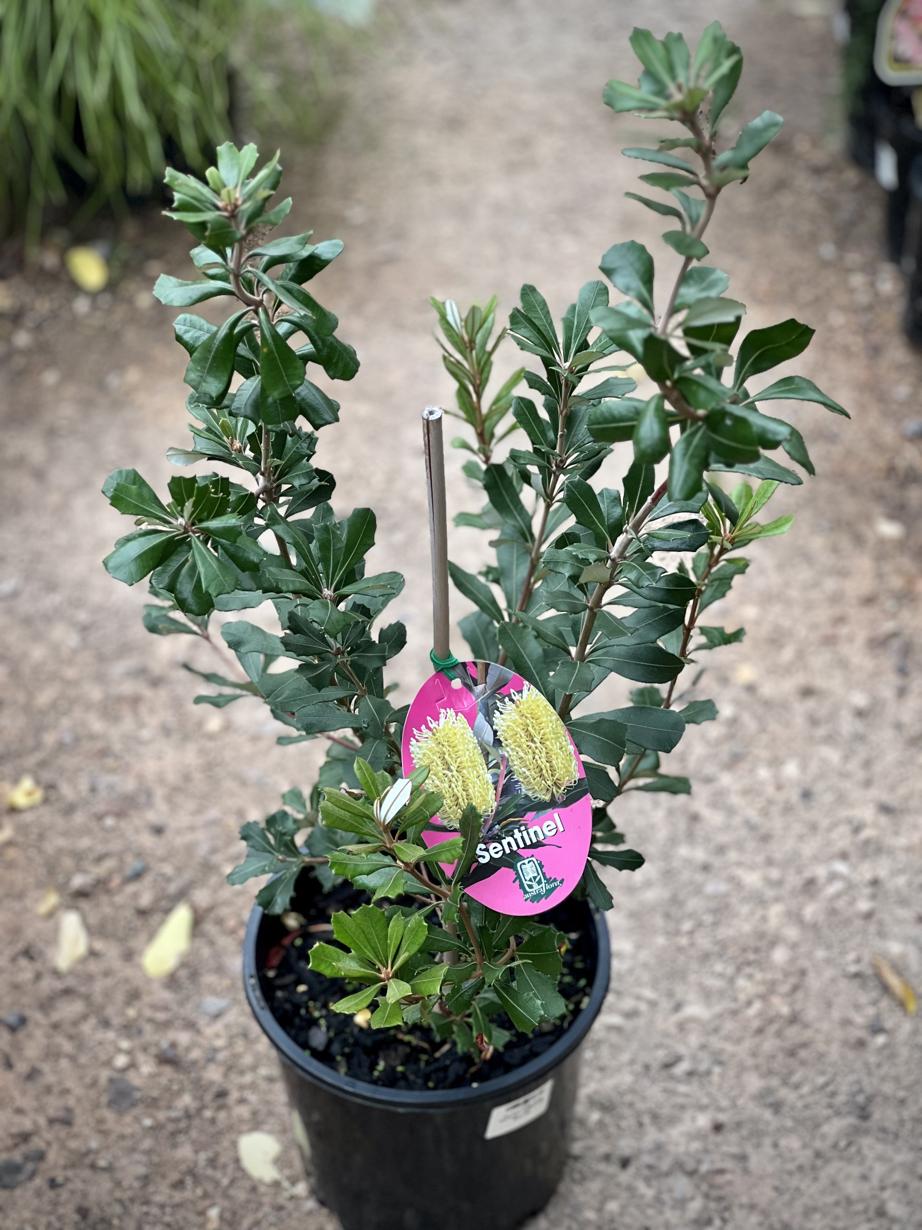 Banksia integrifolia 'Sentinel' – Northcote Nursery