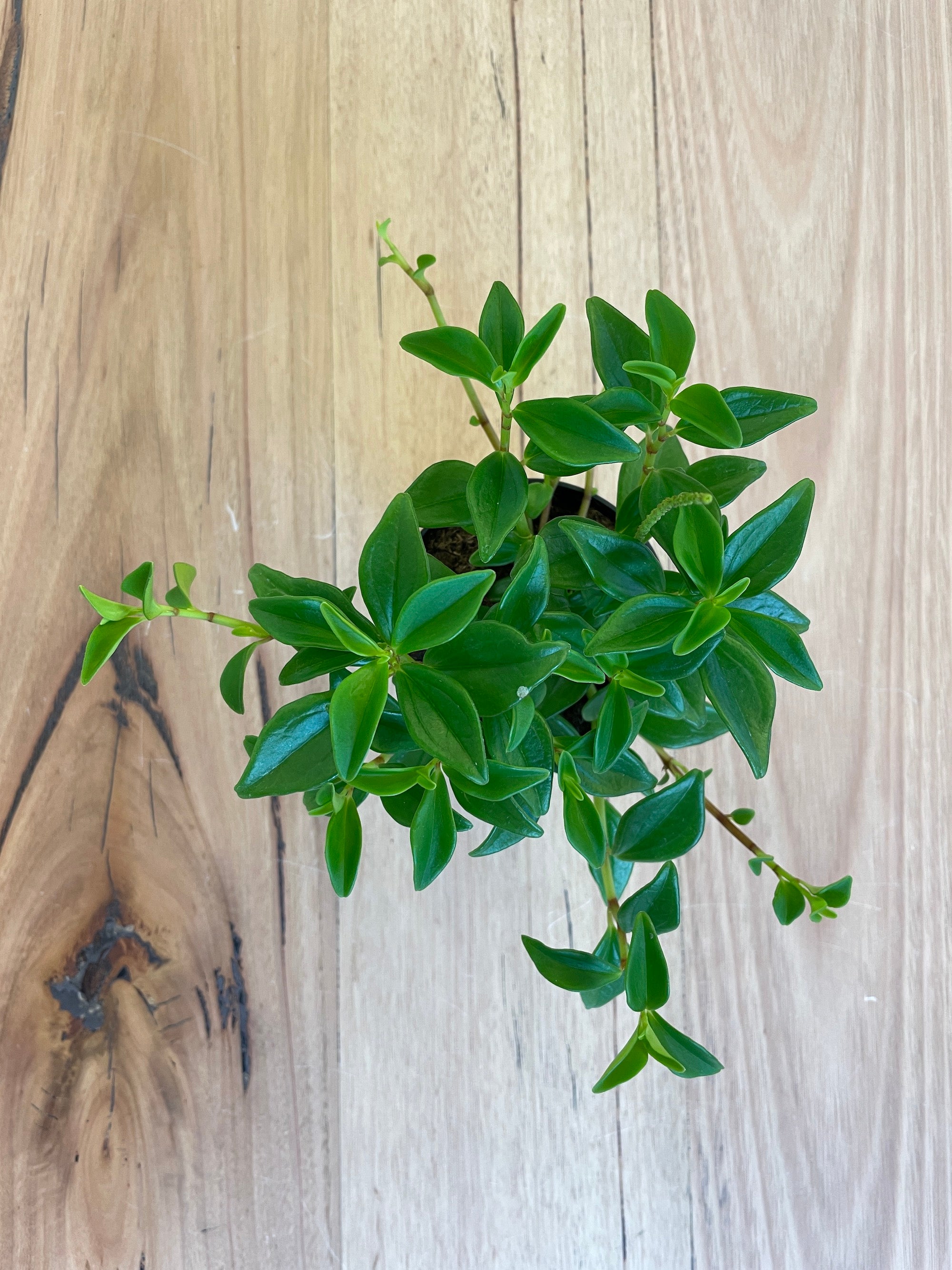 Peperomia 'Amigo Marcello' – Northcote Nursery