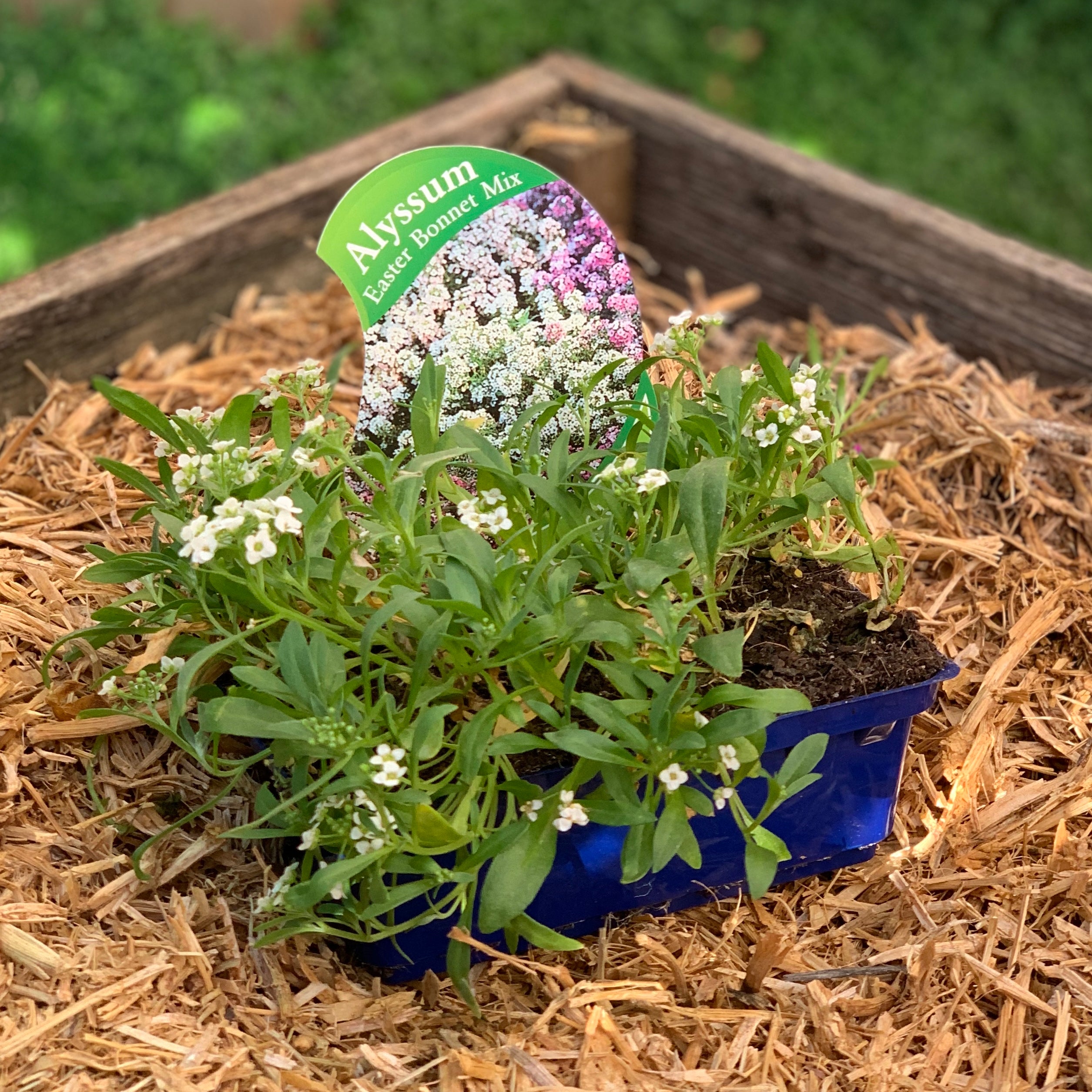 Alyssum 'Easter Bonnet Mix' – Northcote Nursery