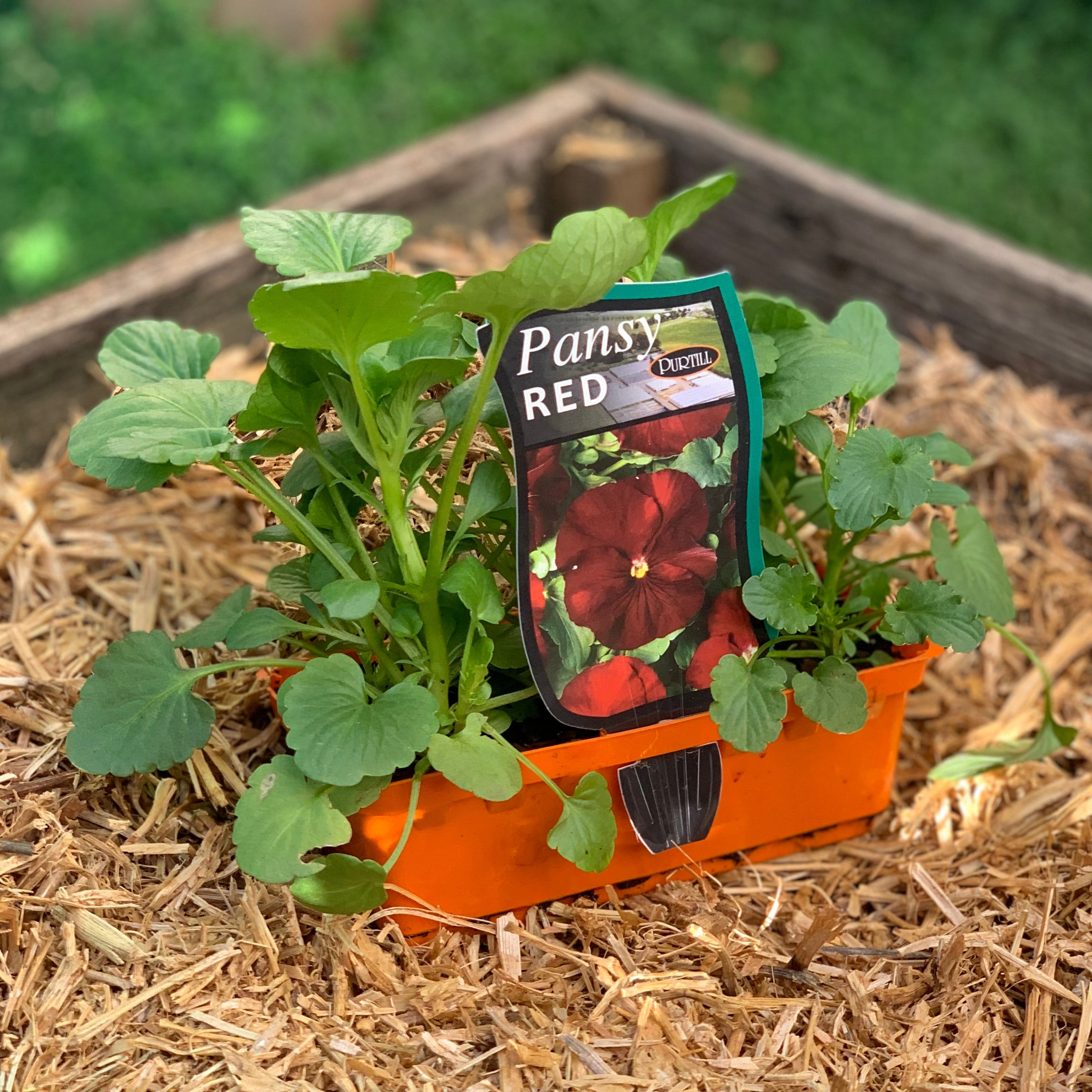 Pansy 'Red' – Northcote Nursery