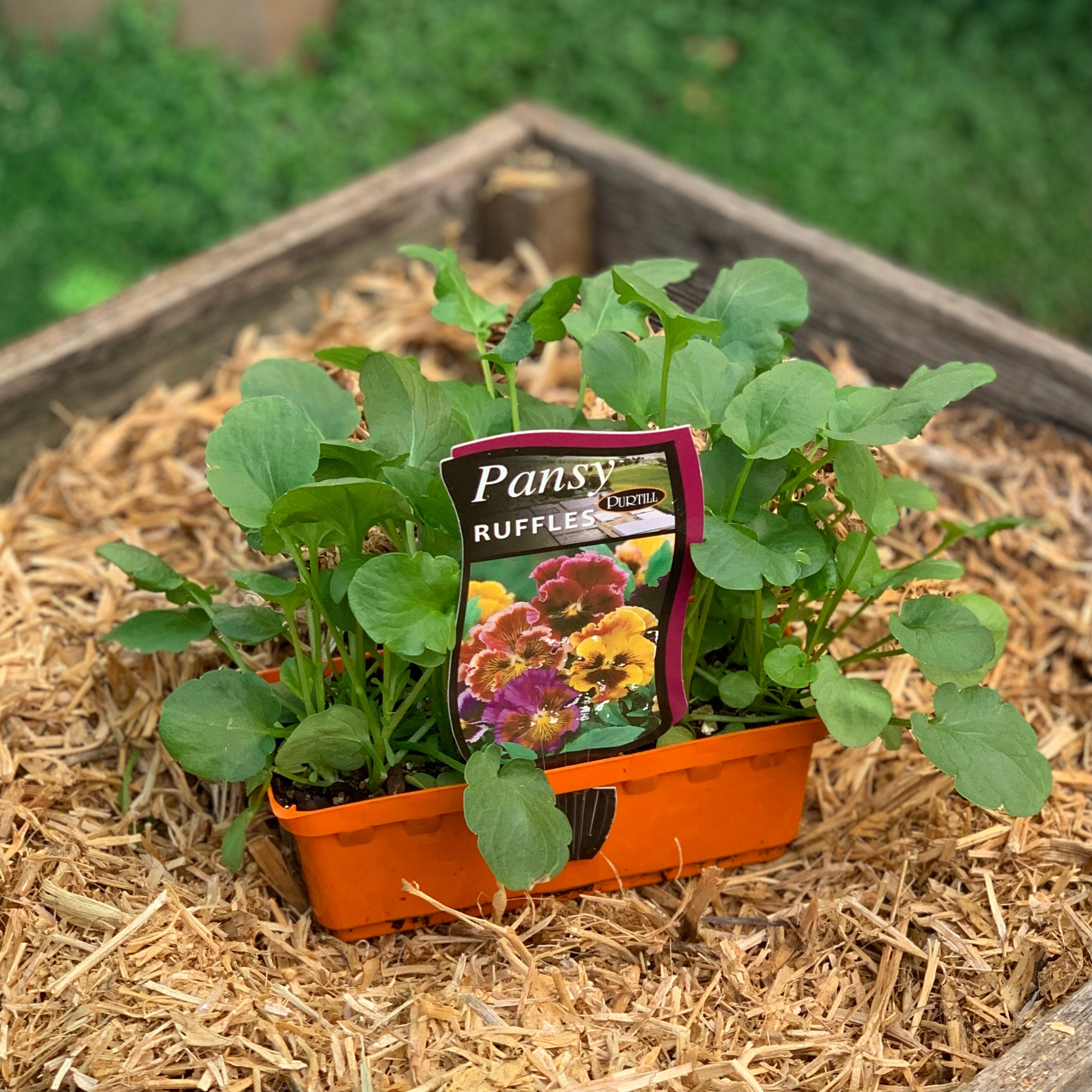 Pansy 'Ruffles' – Northcote Nursery