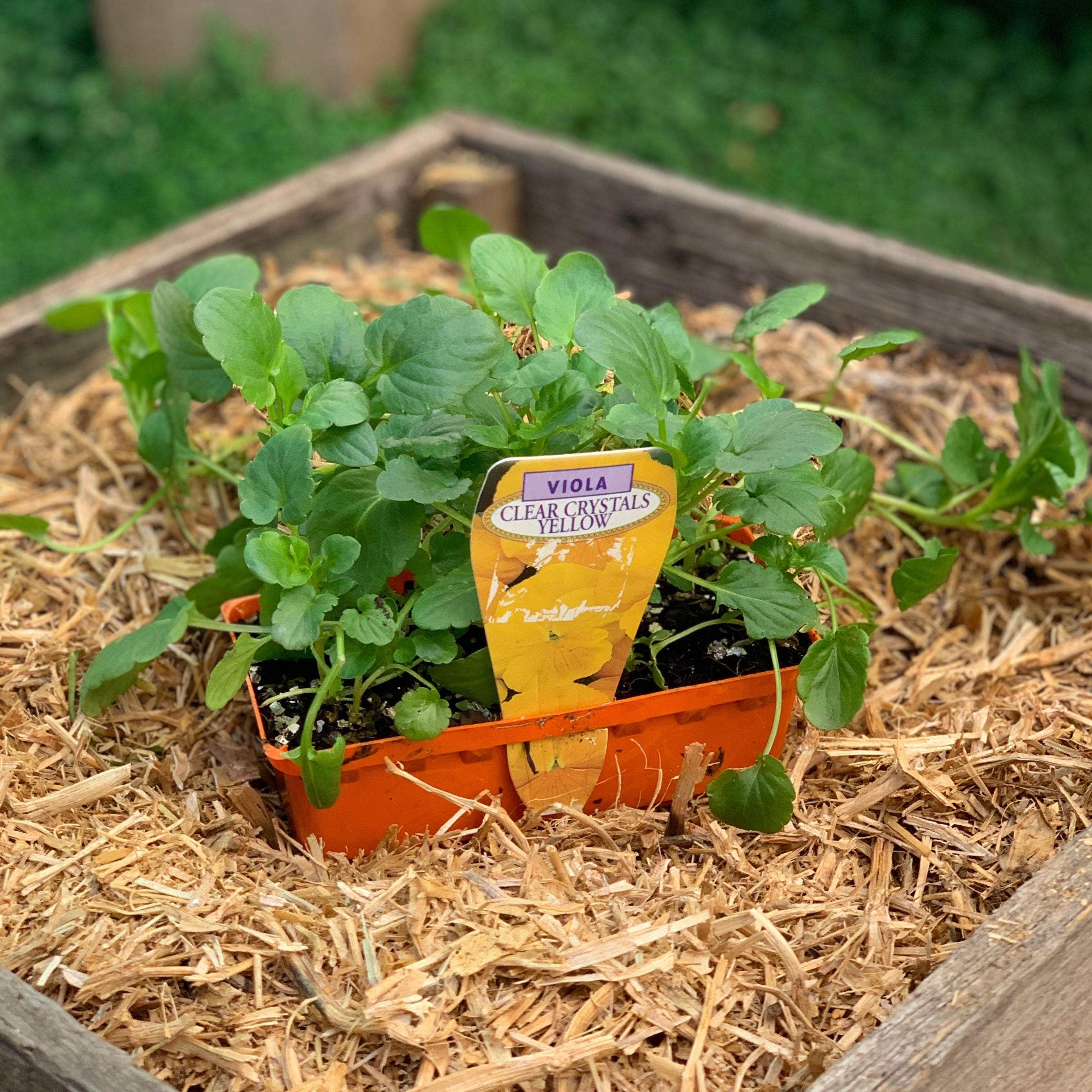 Viola 'Clear Crystals Yellow' – Northcote Nursery