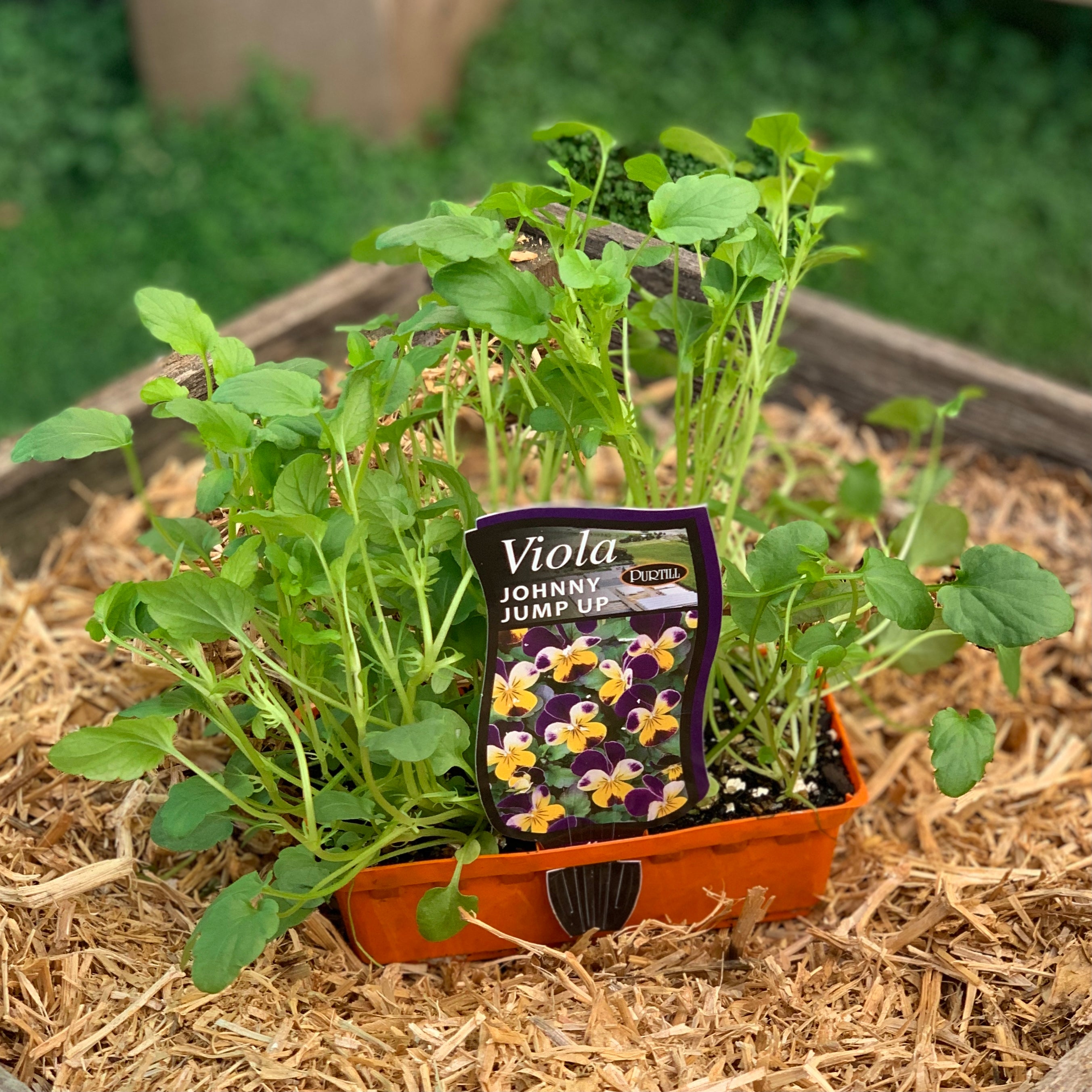 Viola 'Johnny Jump Up' – Northcote Nursery
