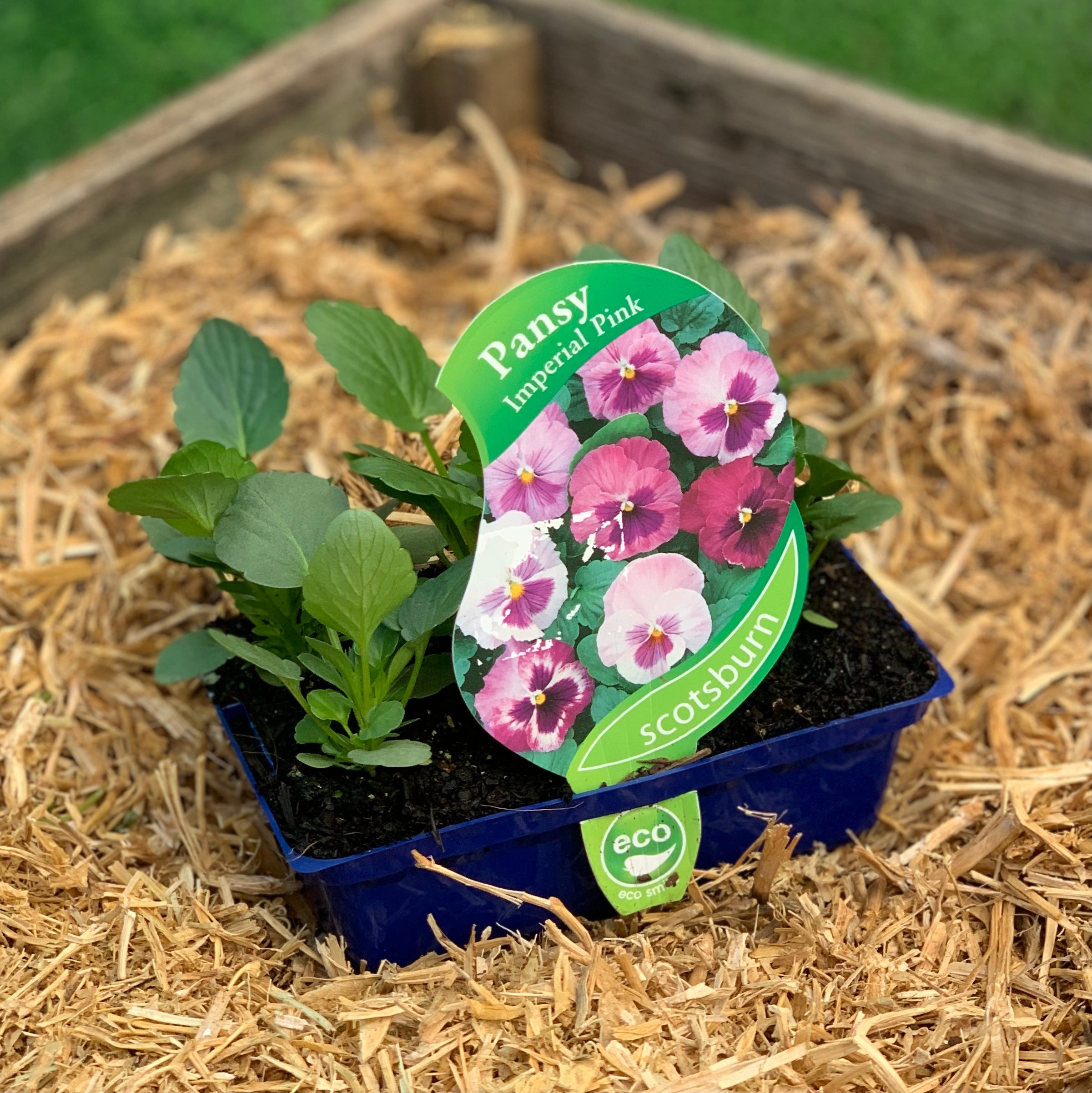 Pansy 'Imperial Pink' – Northcote Nursery