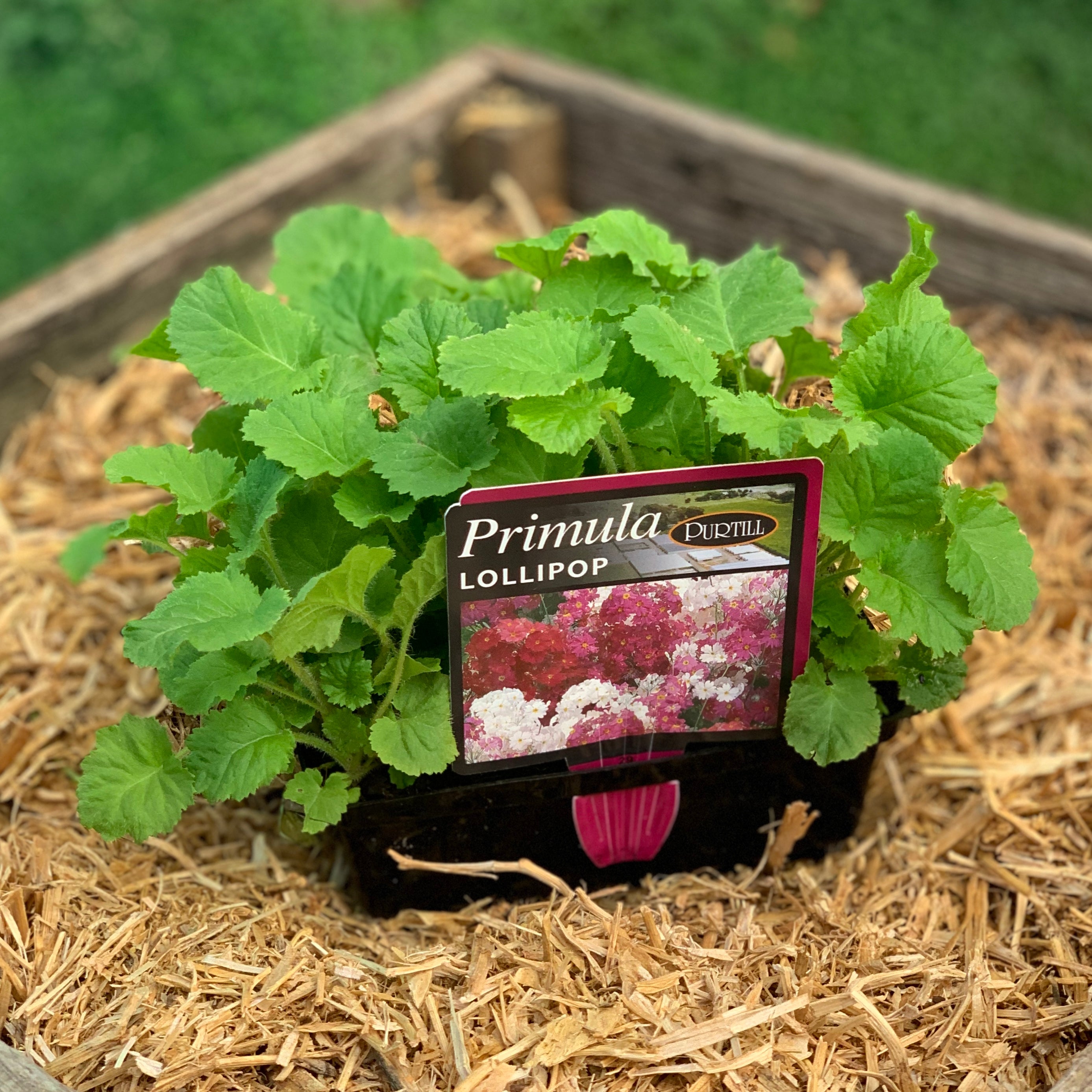 Primula 'Lollipop' – Northcote Nursery