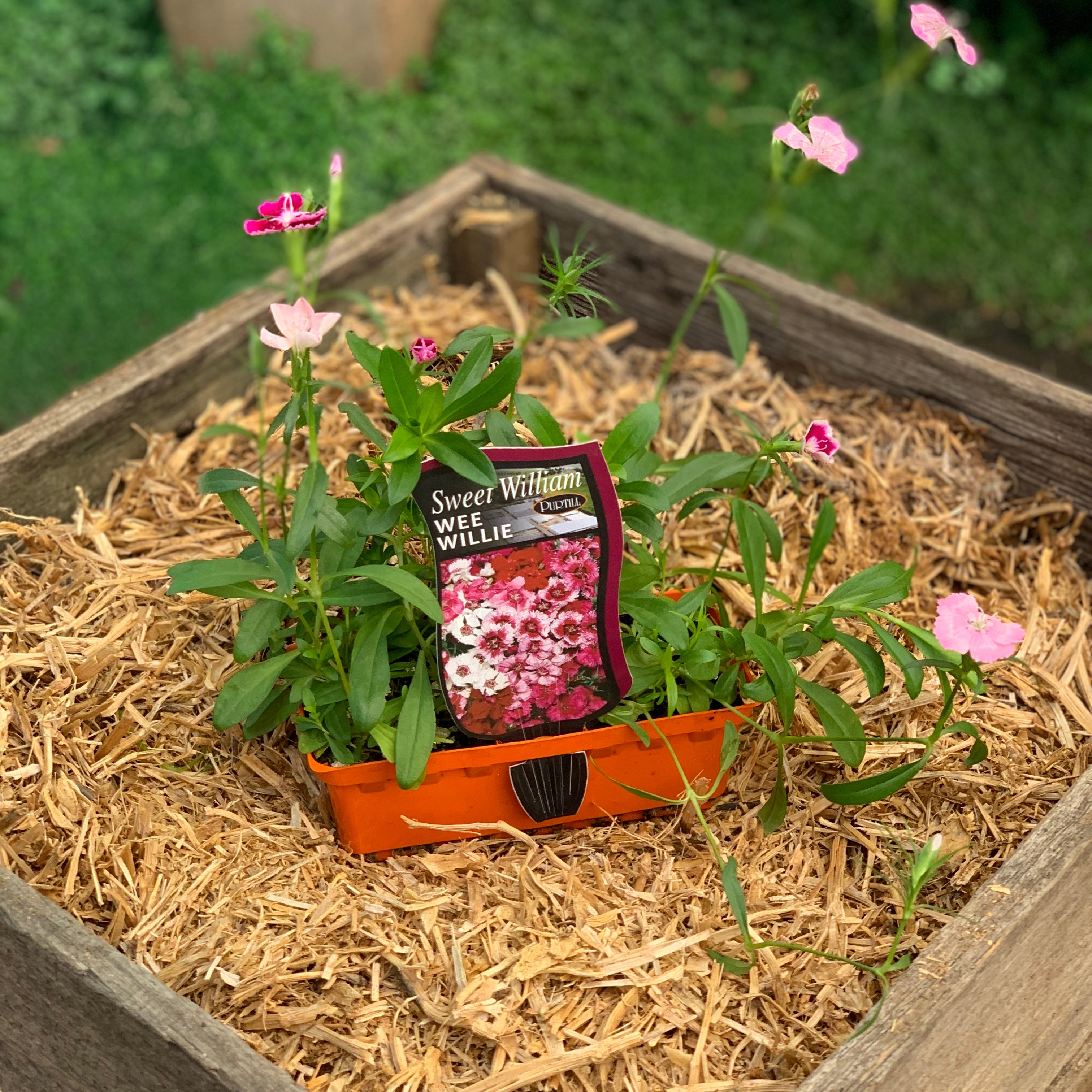 Sweet William 'Wee Willie' – Northcote Nursery