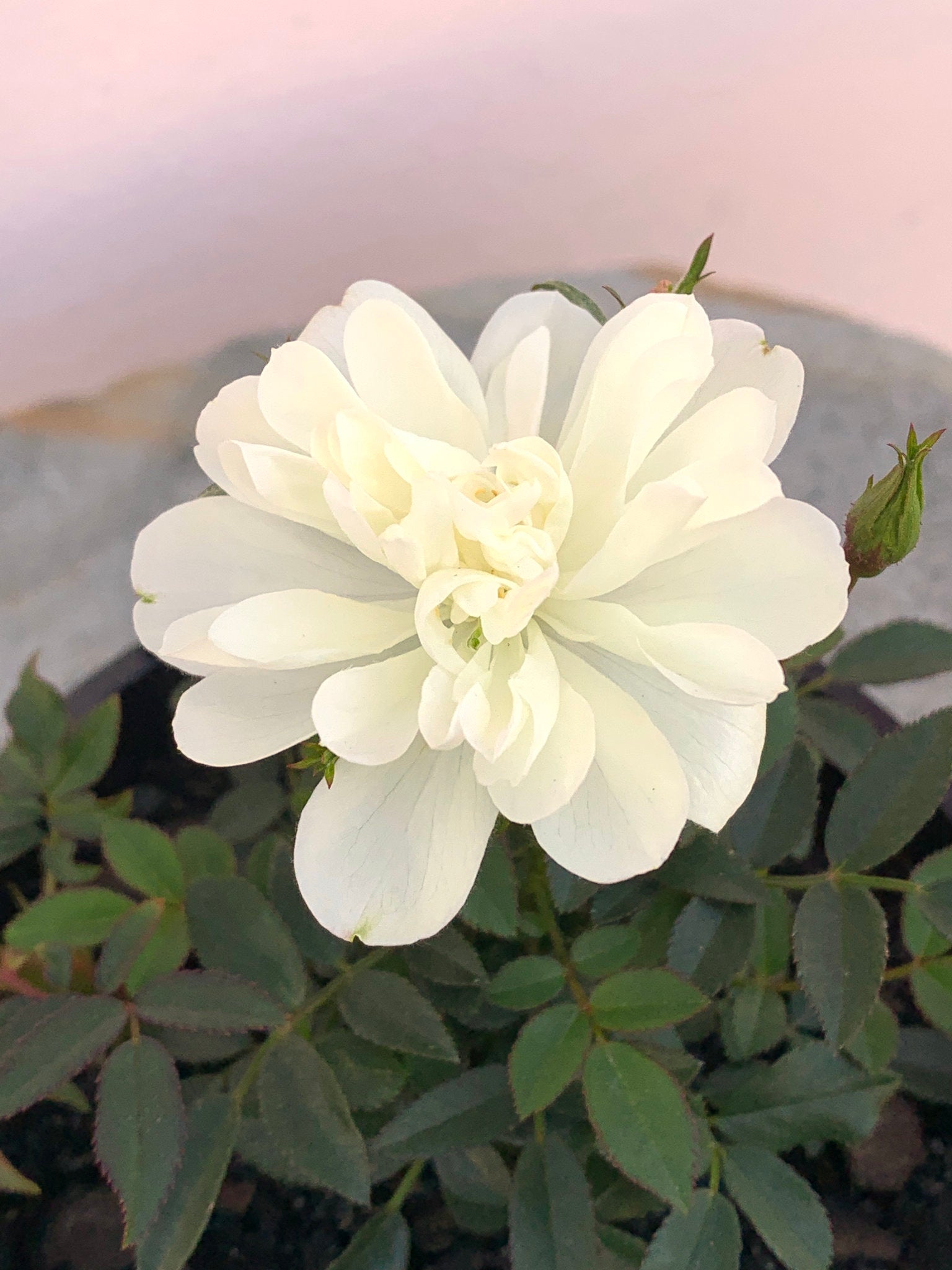 Banksia Rose - White – Northcote Nursery
