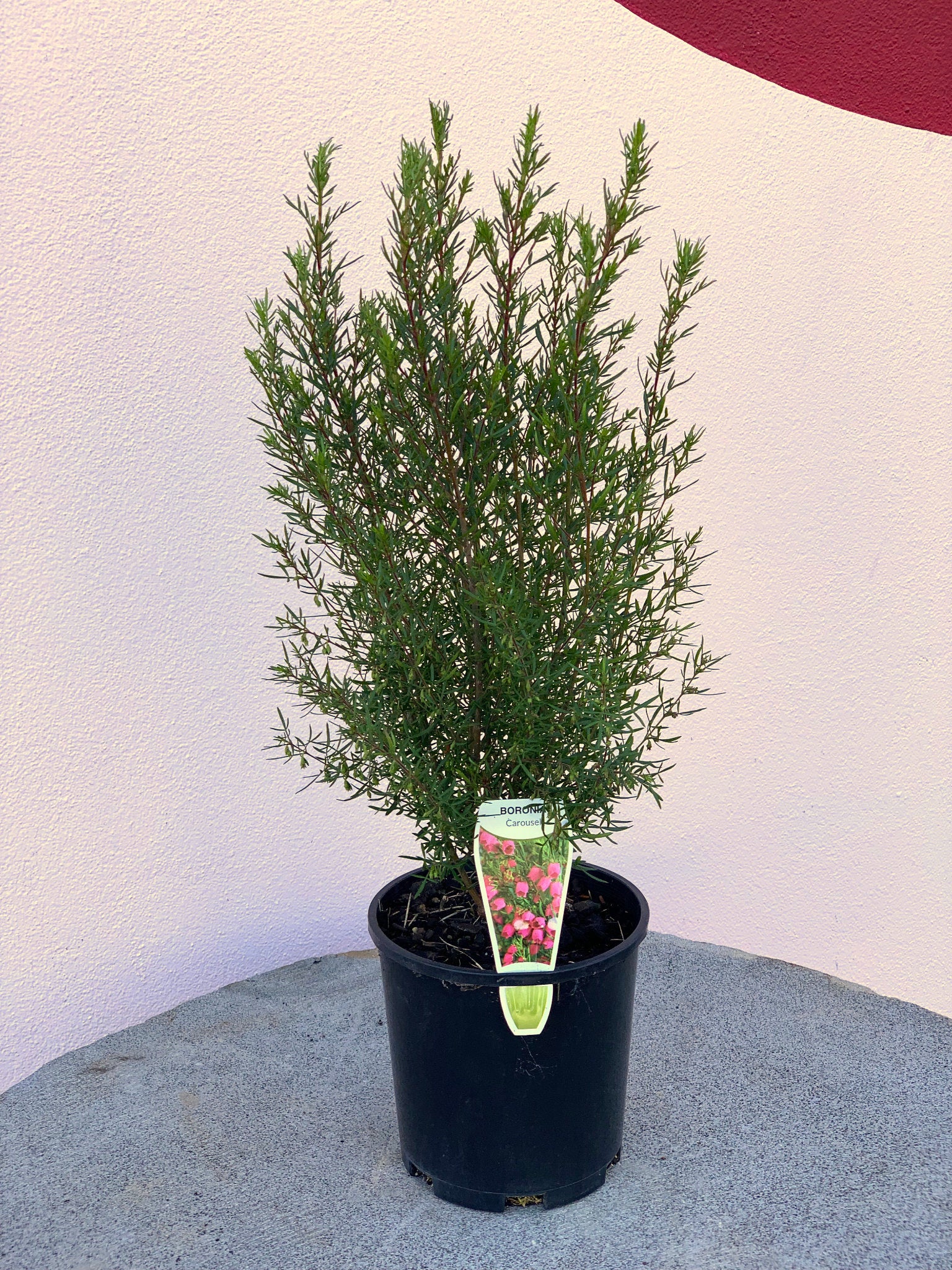 Boronia ‘Carousel’ – Northcote Nursery