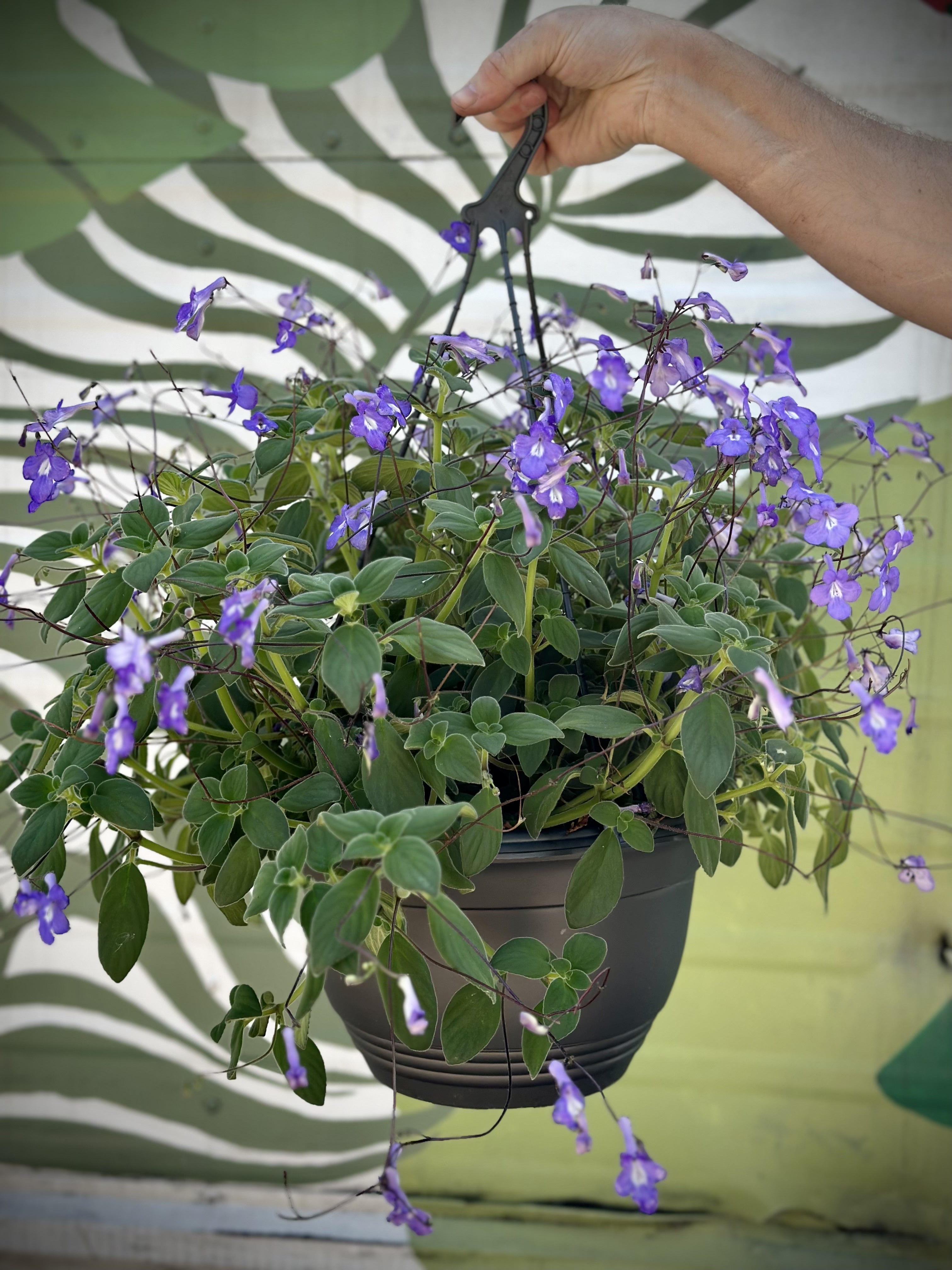 Streptocarpus caulescens 'Nodding Violet' – Northcote Nursery