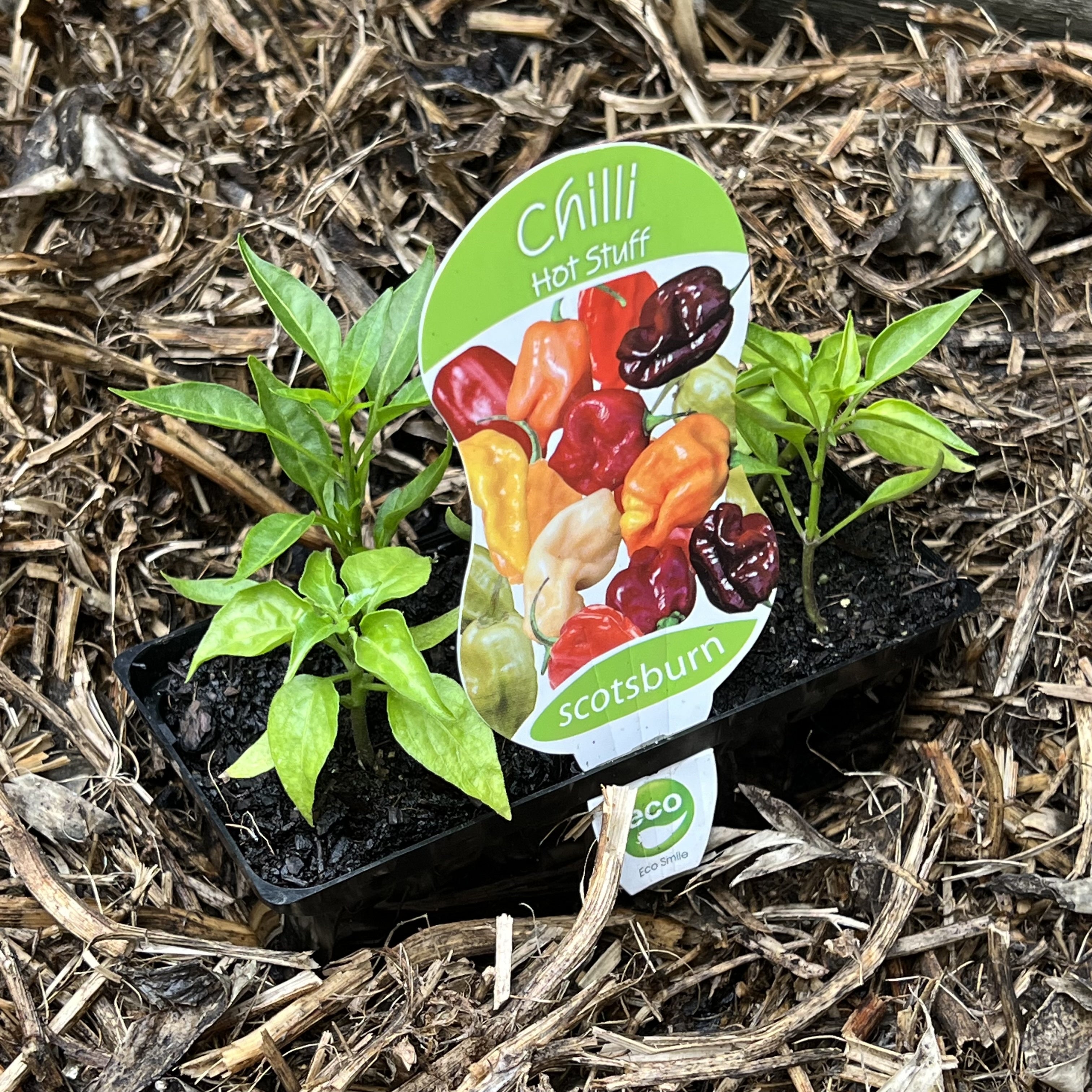 Chilli 'Hot Stuff' – Northcote Nursery