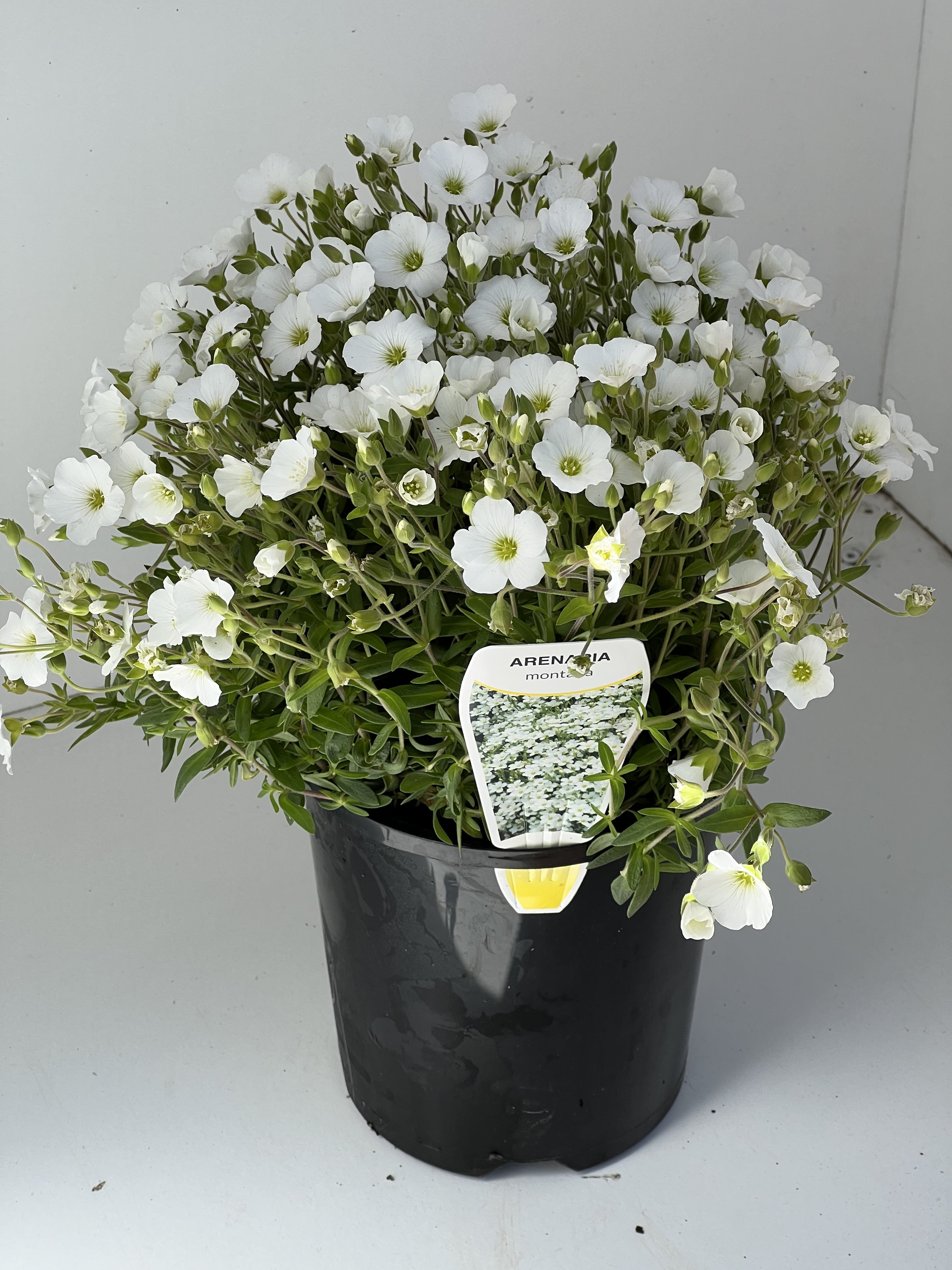 Arenaria montana – Northcote Nursery