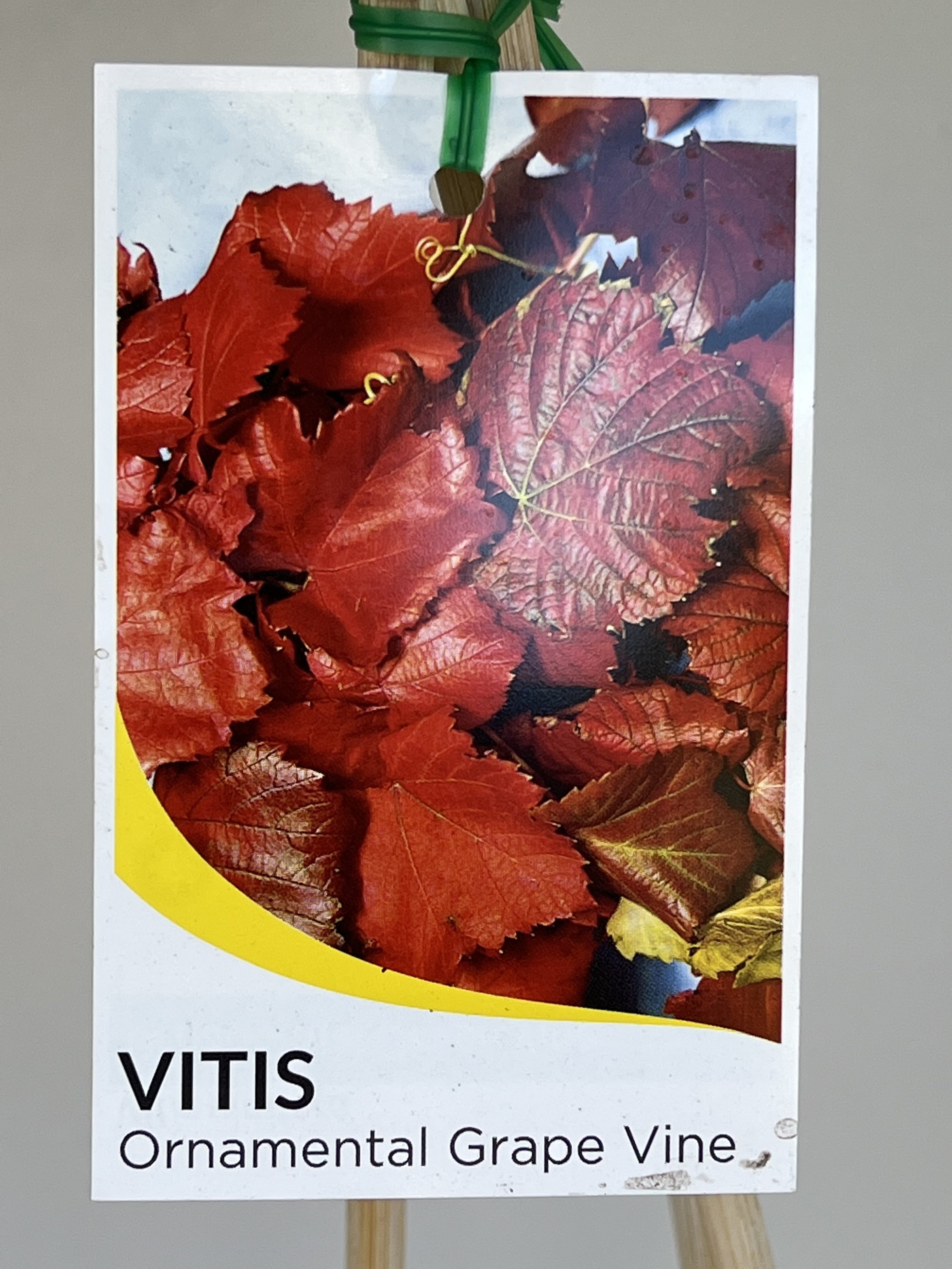 Vitis vinifera – Northcote Nursery