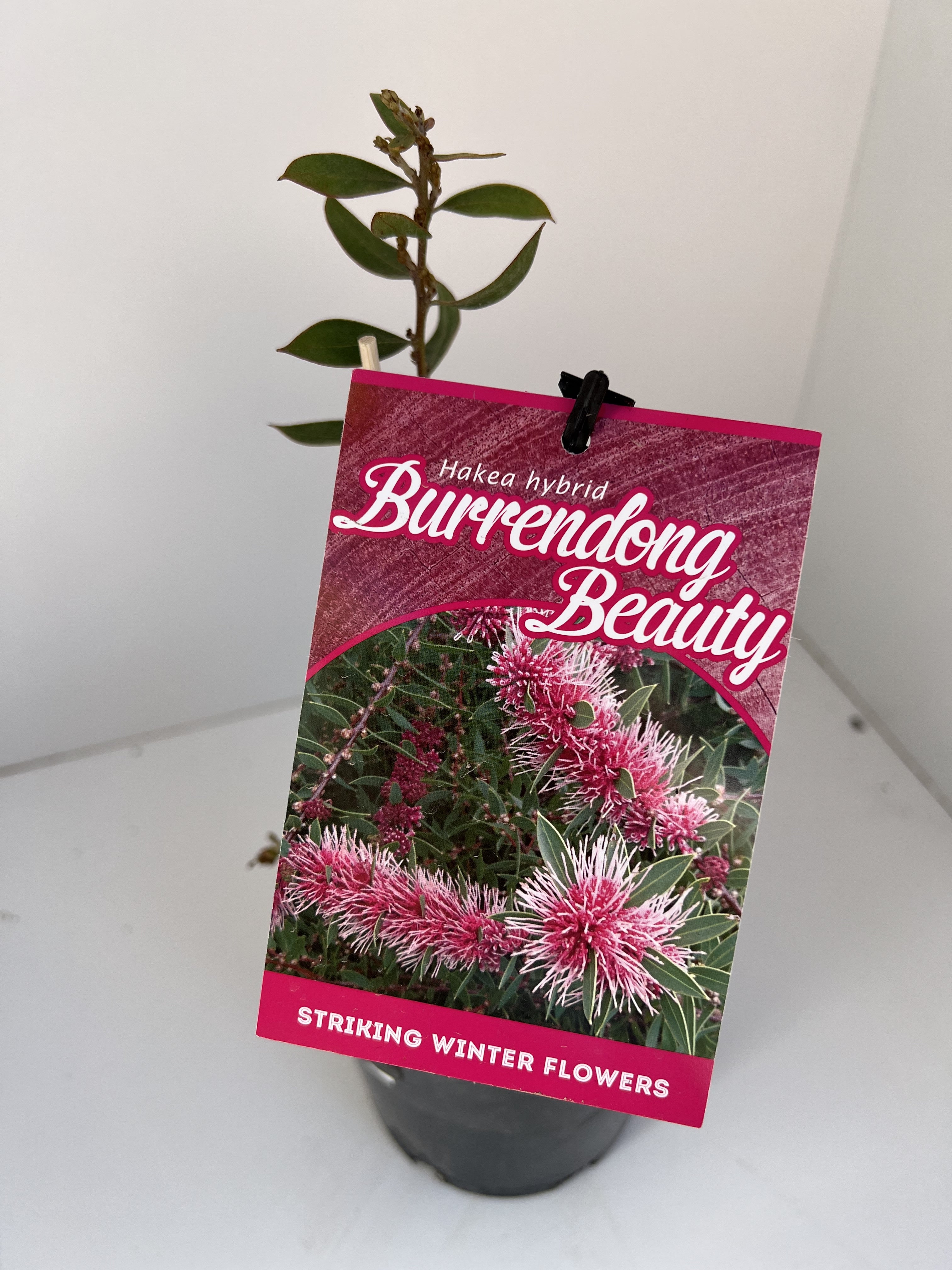 Hakea crassinervia 'Burrendong Beauty' – Northcote Nursery