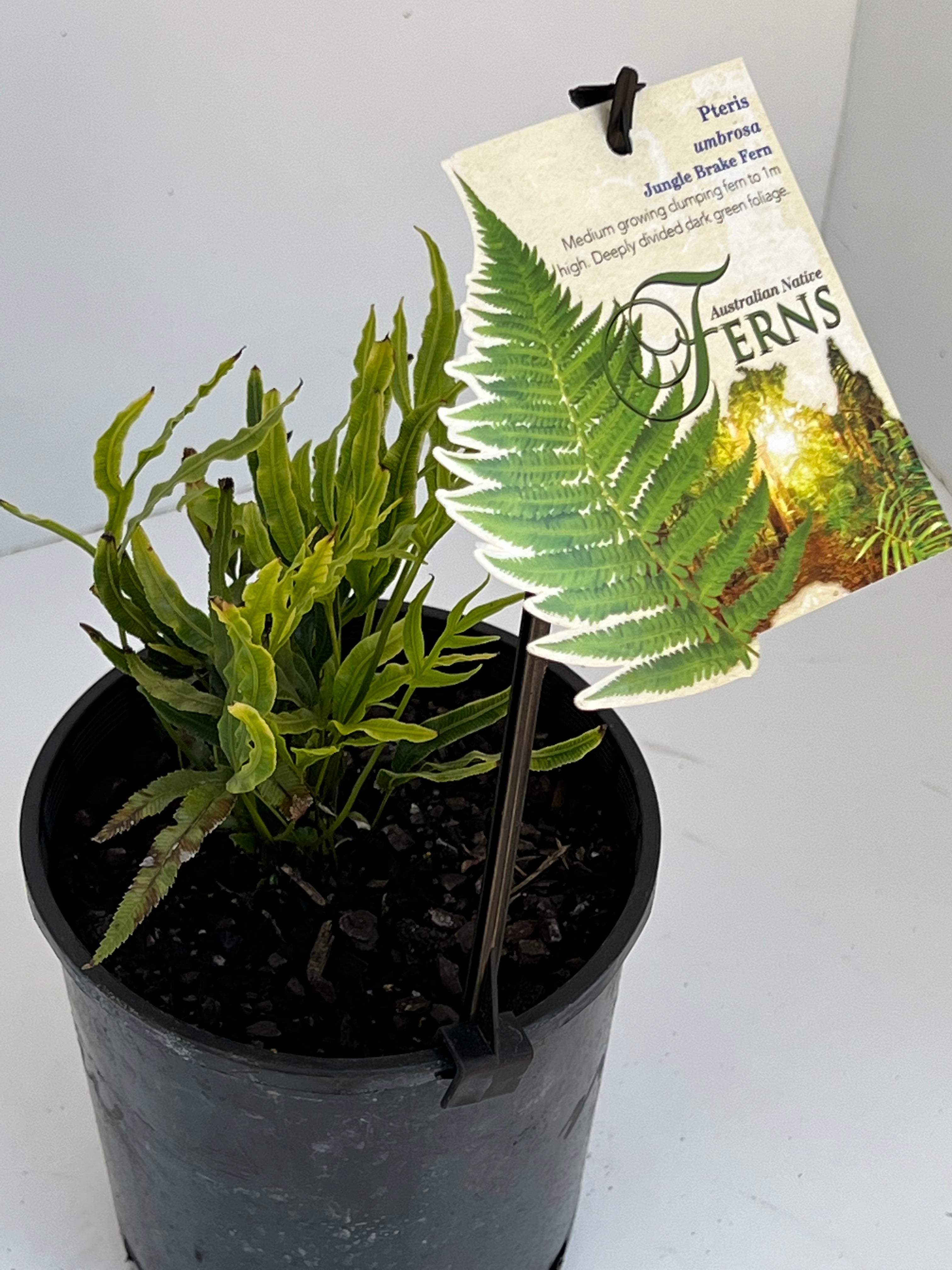 Pteris umbrosa 'Jungle Brake Fern' – Northcote Nursery