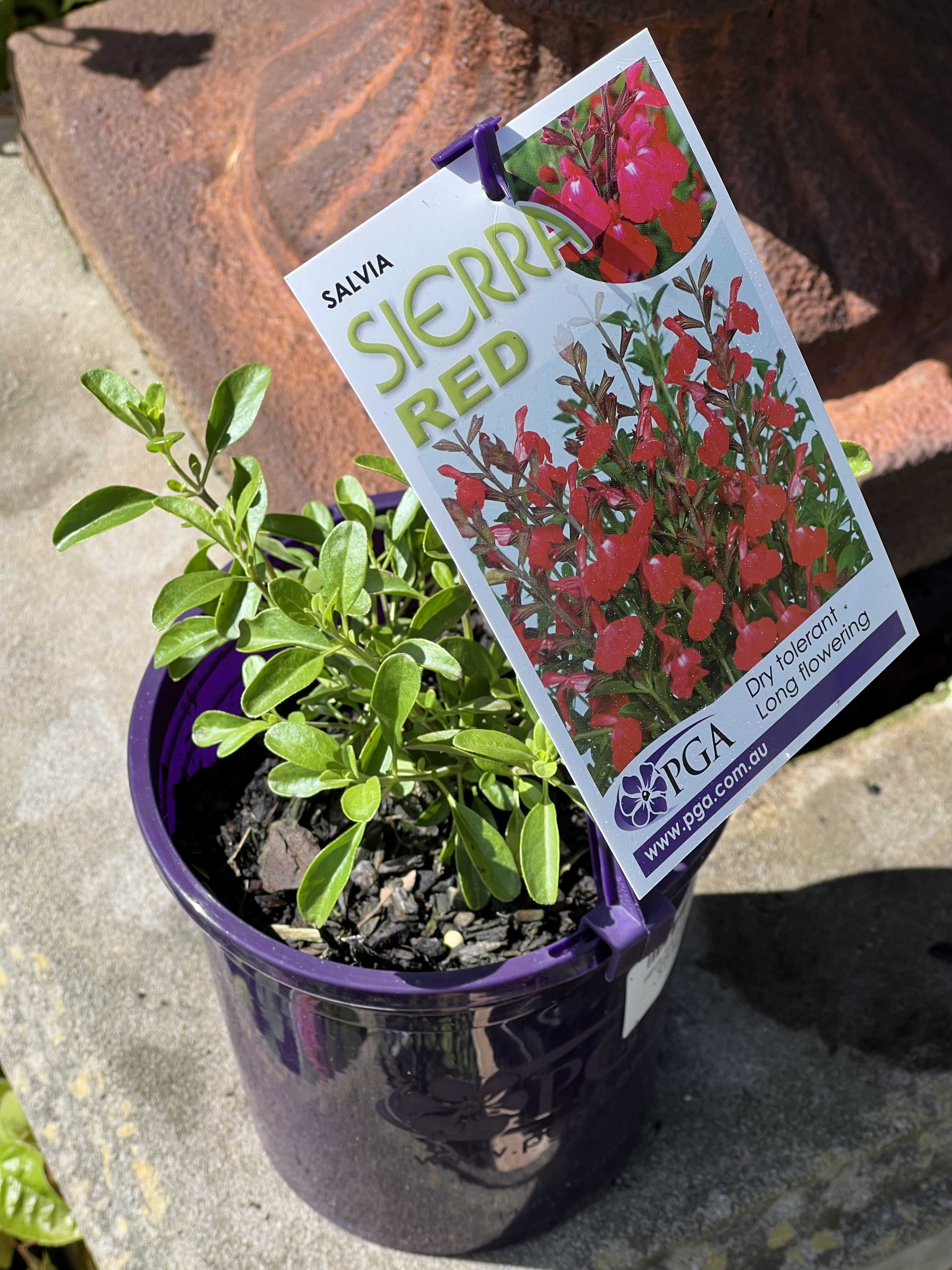 Salvia 'Sierra Red' – Northcote Nursery
