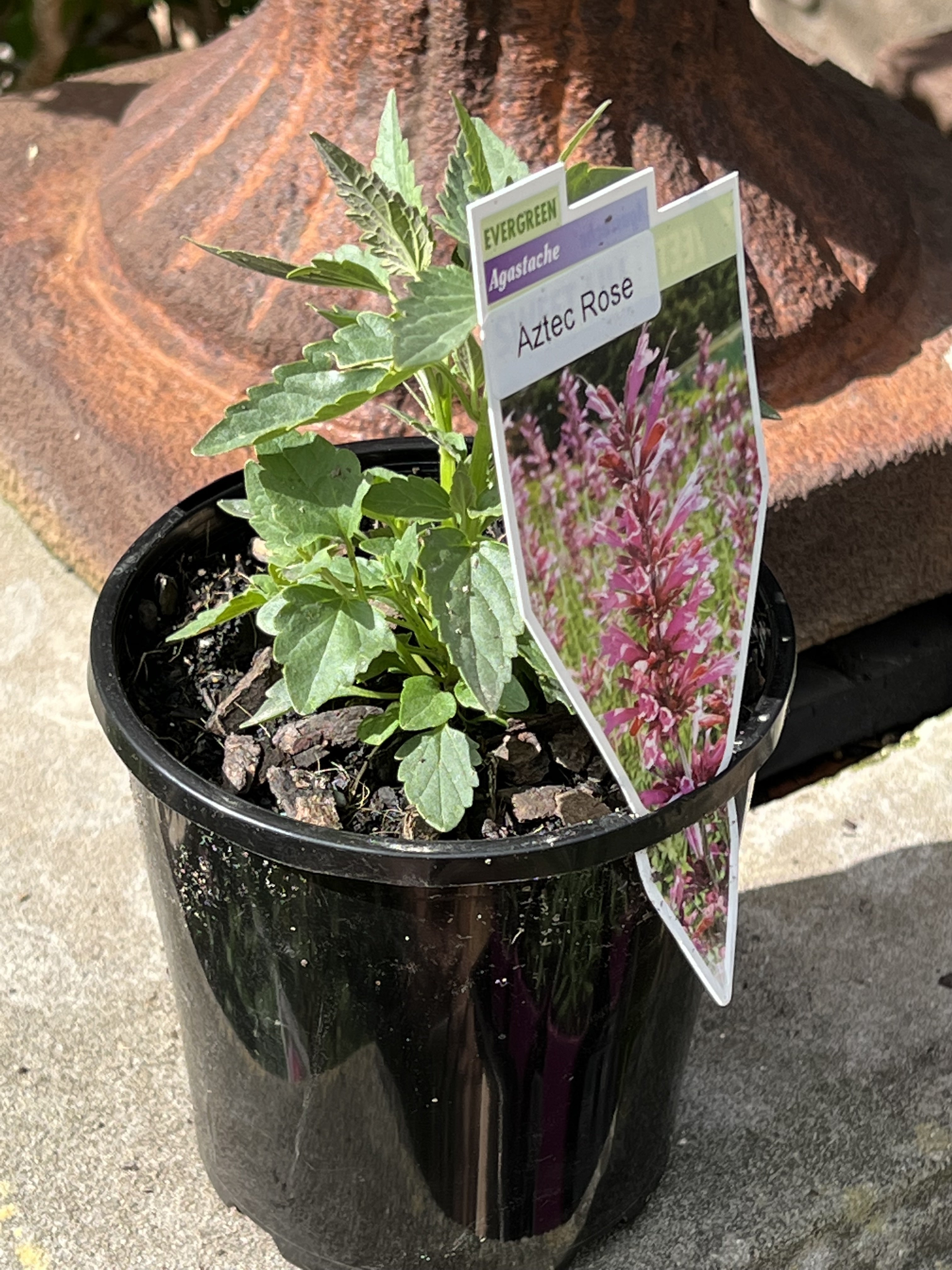Agastache mexicana 'Aztec Rose' – Northcote Nursery