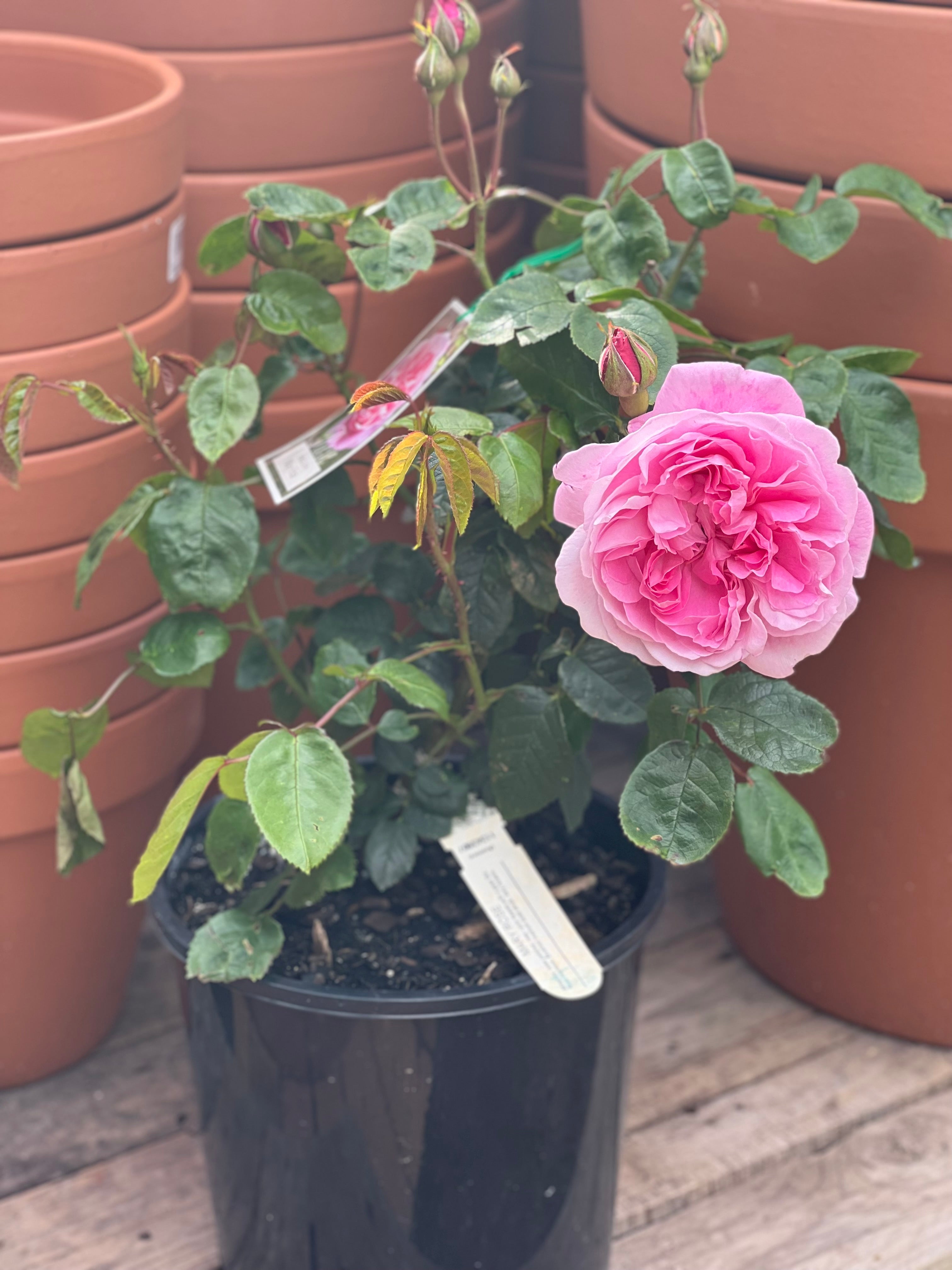 Rose - David Austin 'Mary Rose' – Northcote Nursery