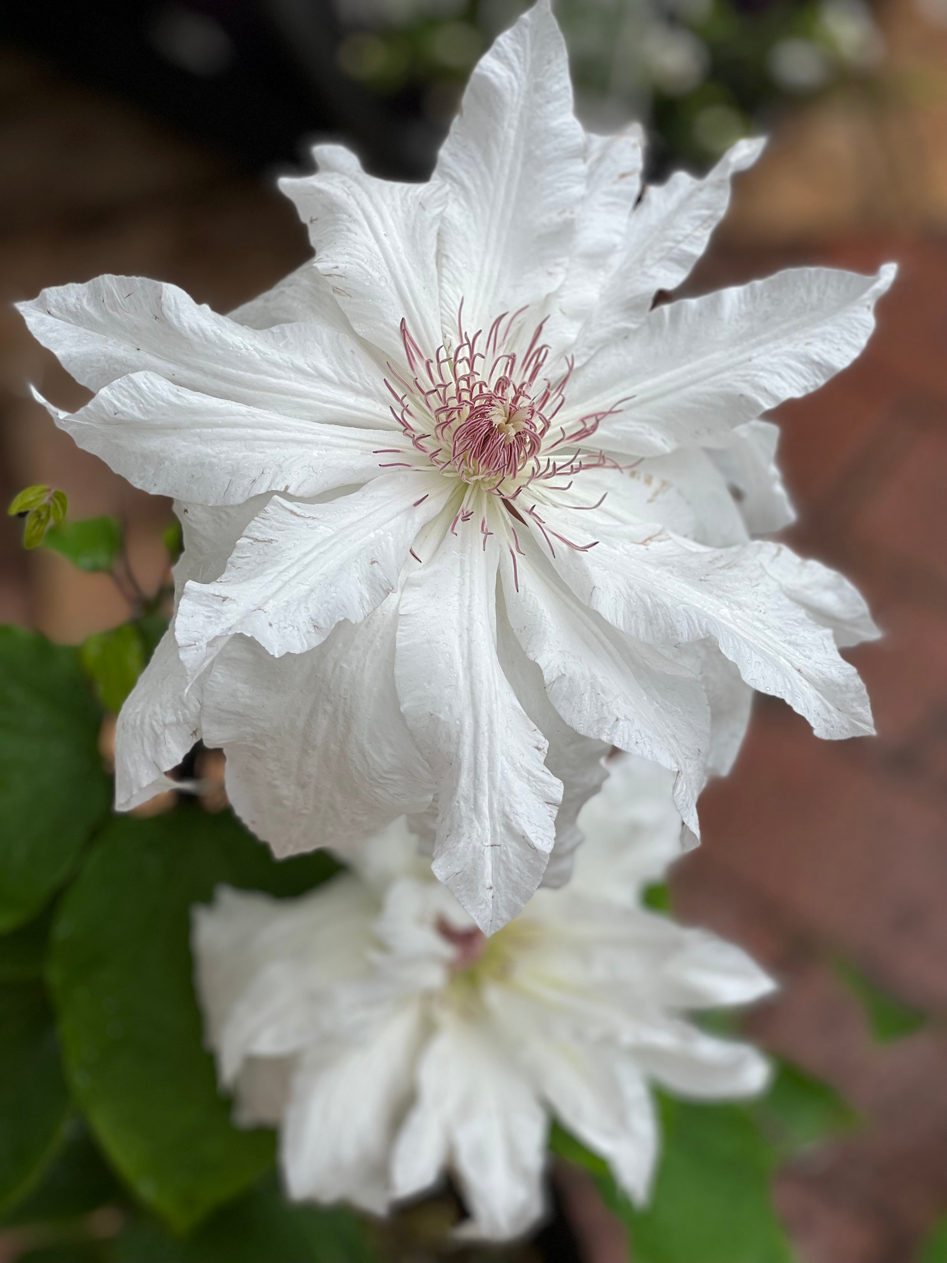 Clematis 'Snow Gem' – Northcote Nursery