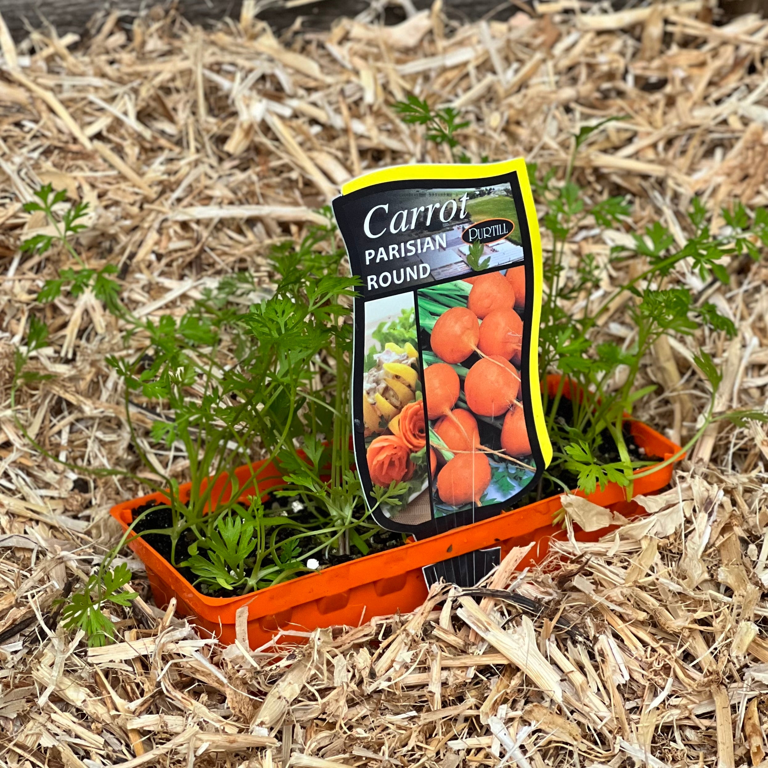 Carrot 'Parisian Round' – Northcote Nursery