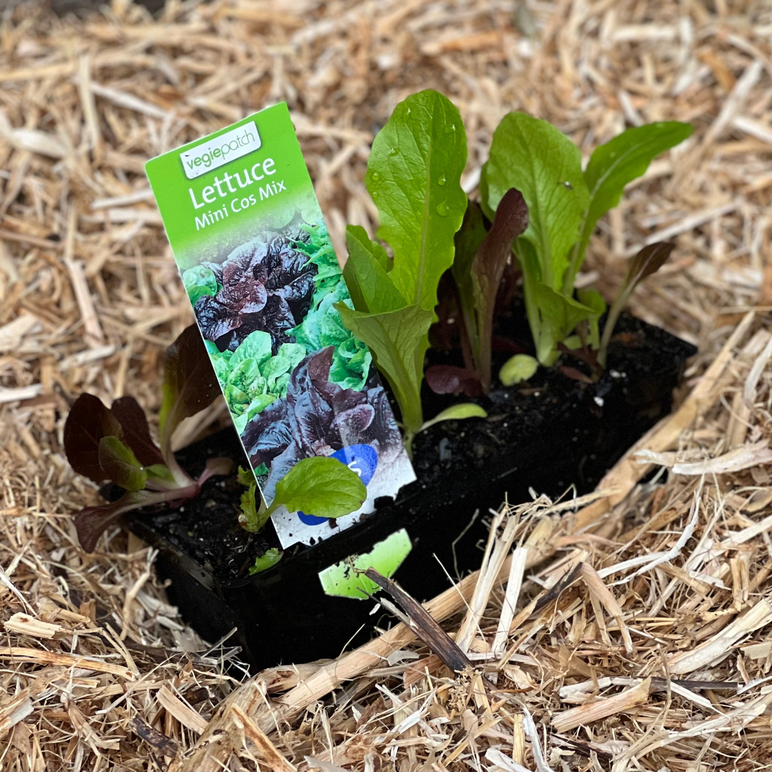 Lettuce 'Mini Cos Mix' – Northcote Nursery