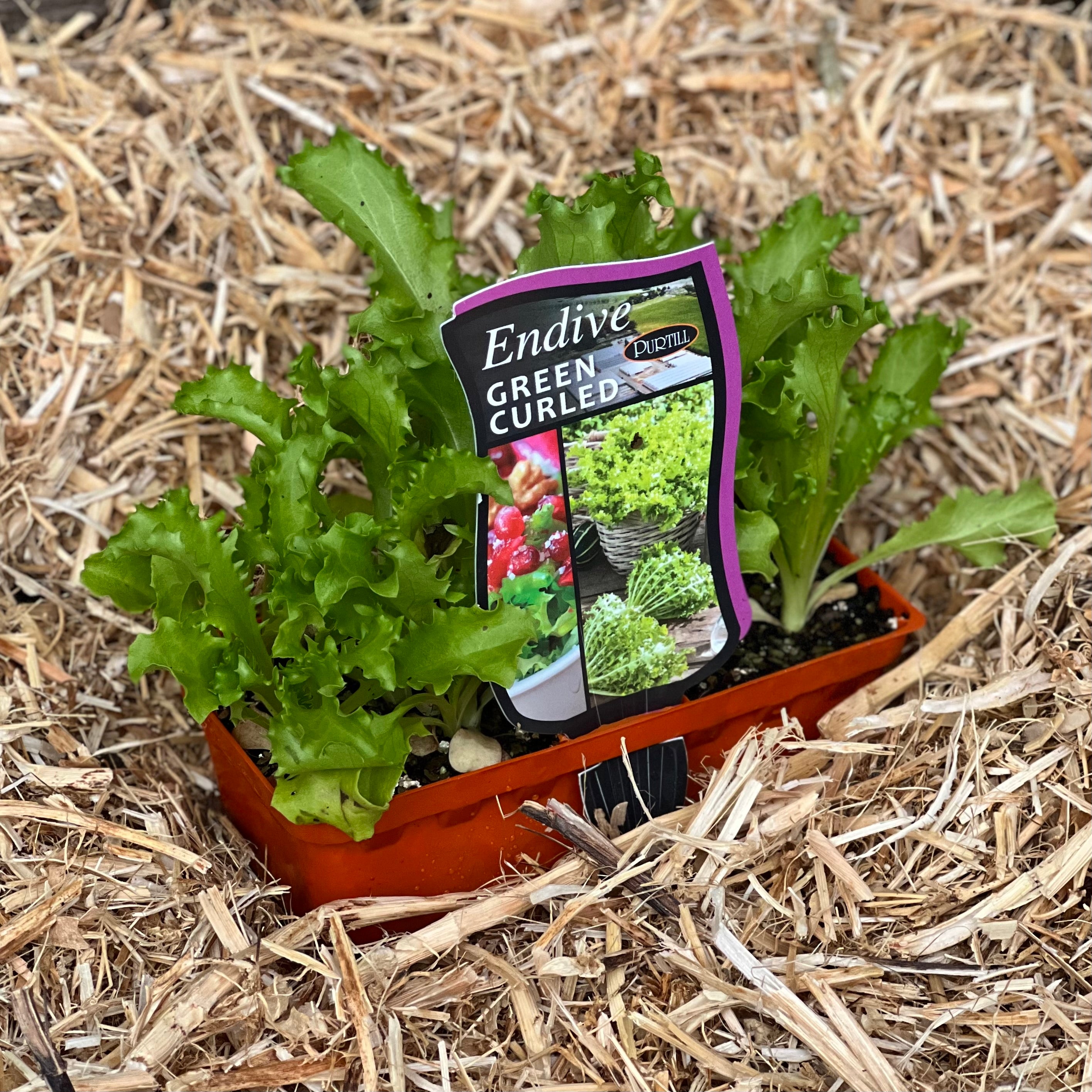 Endive 'Green Curled' – Northcote Nursery