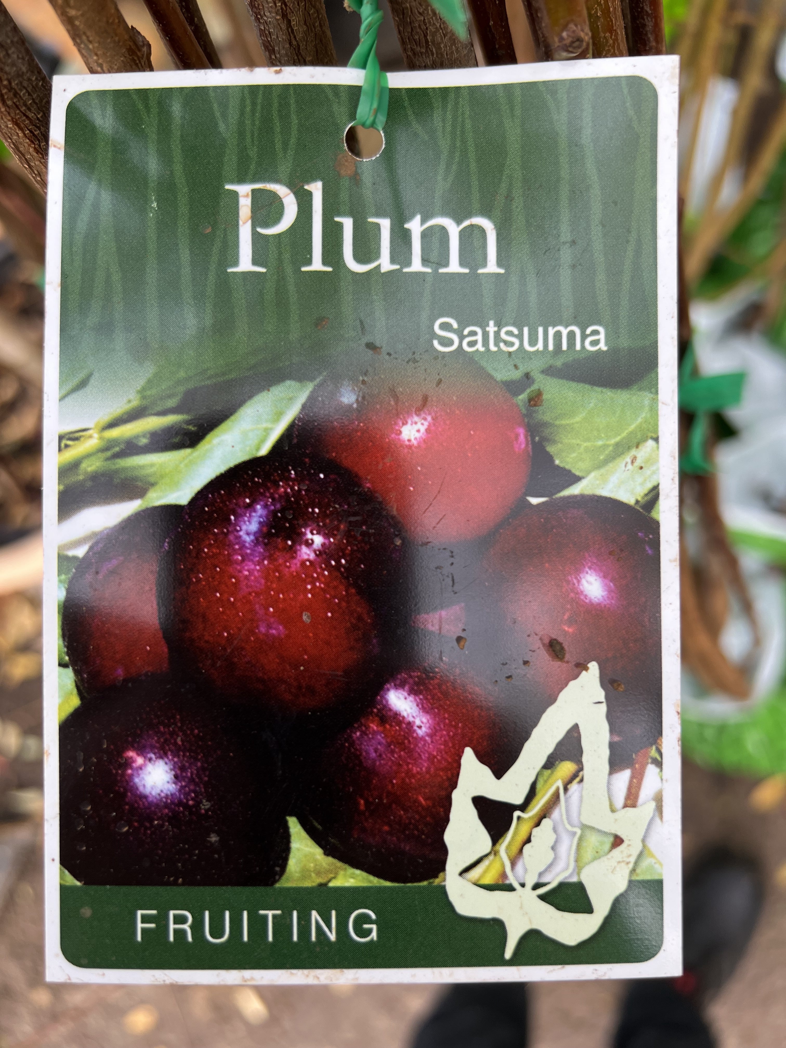 Plum 'Satsuma' – Northcote Nursery