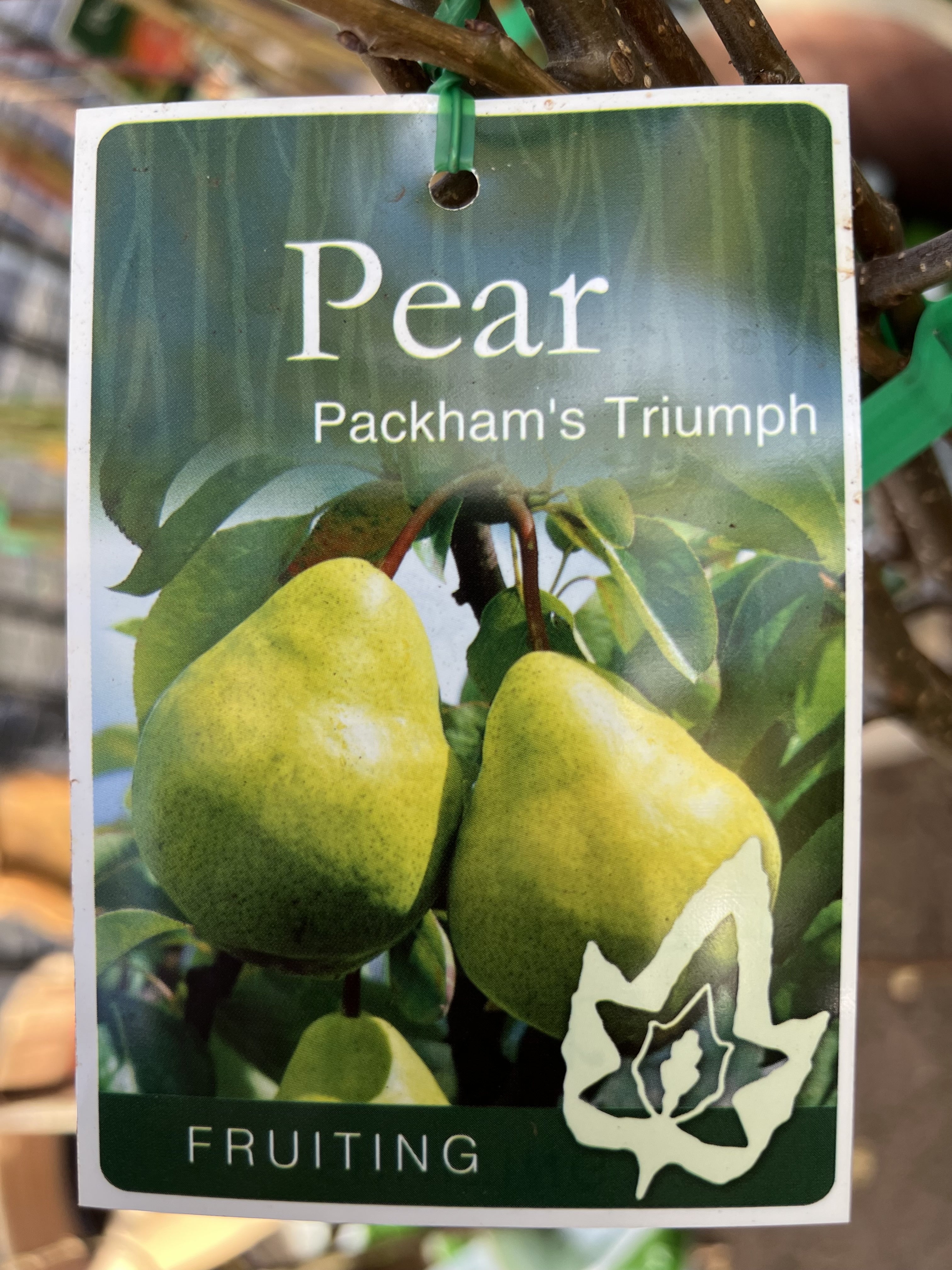 Pear 'Packham's Triumph' – Northcote Nursery
