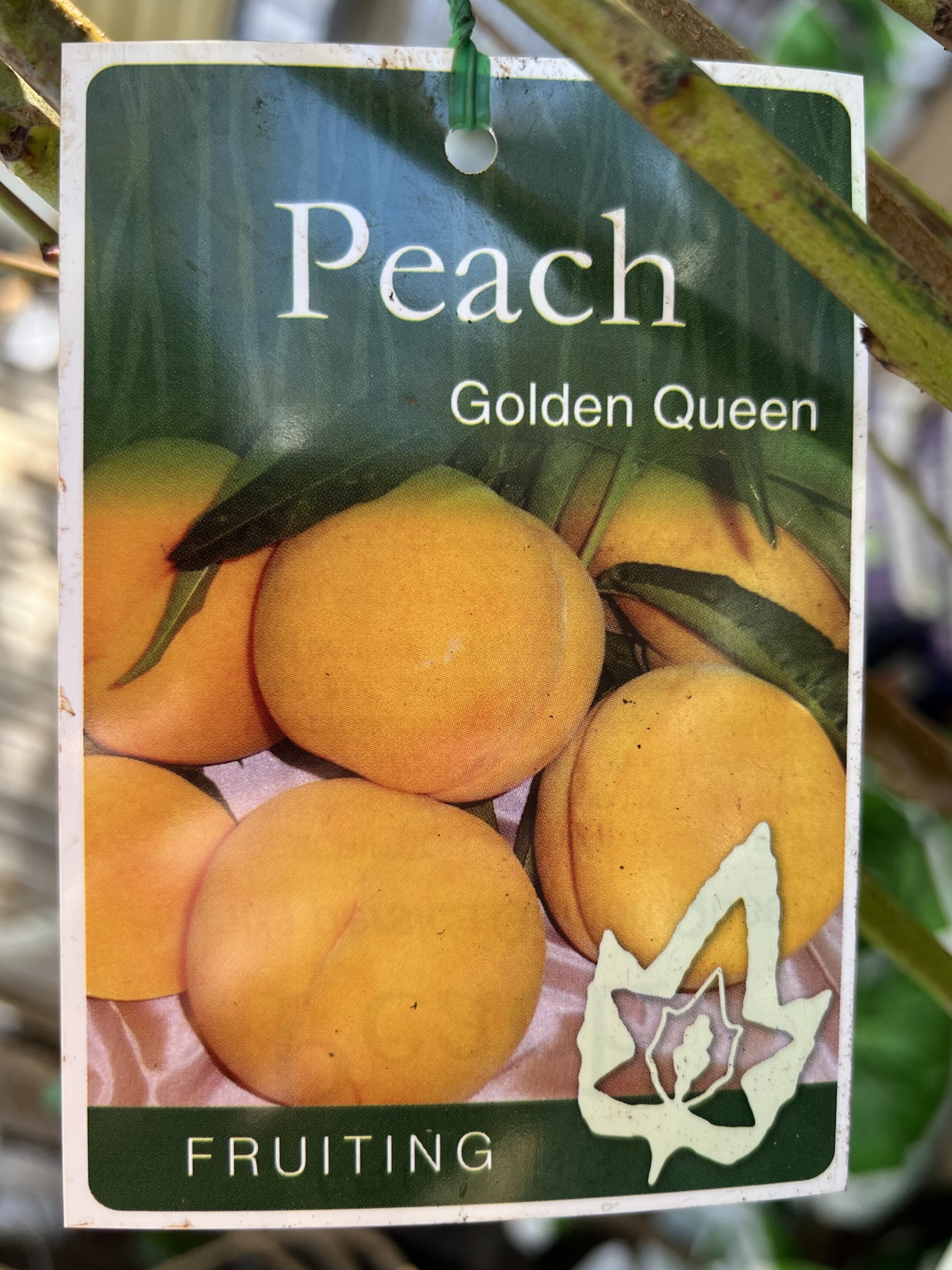Peach 'Golden Queen' – Northcote Nursery