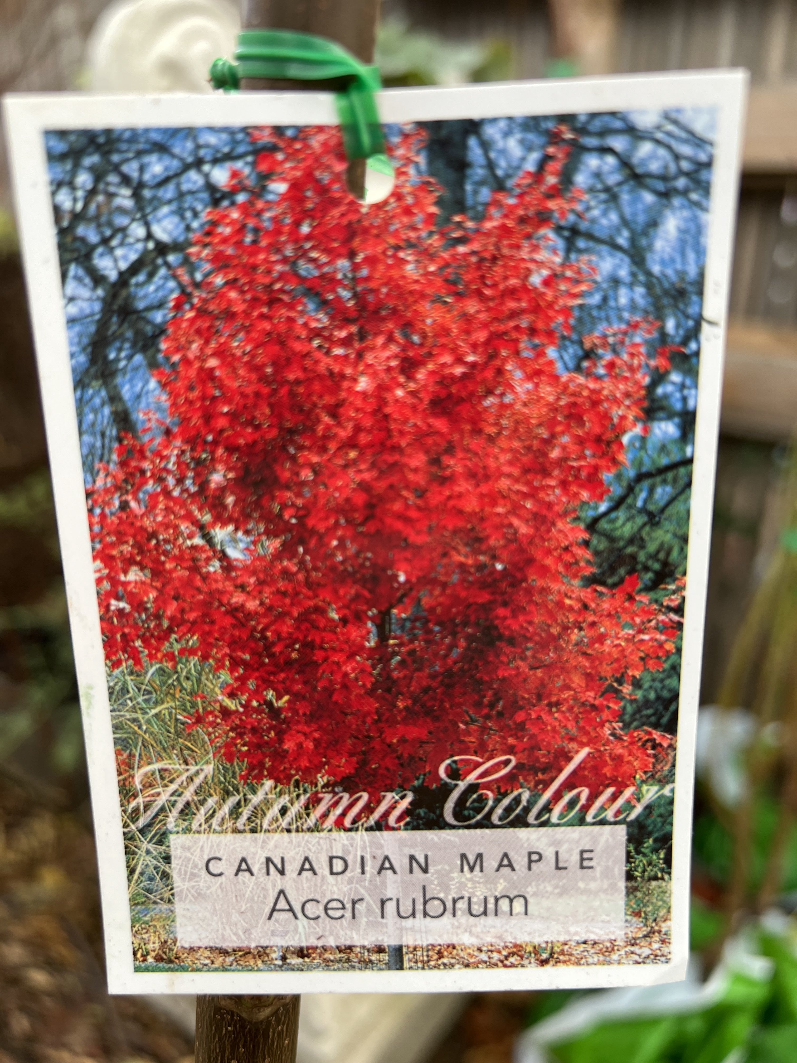 Acer rubrum – Northcote Nursery