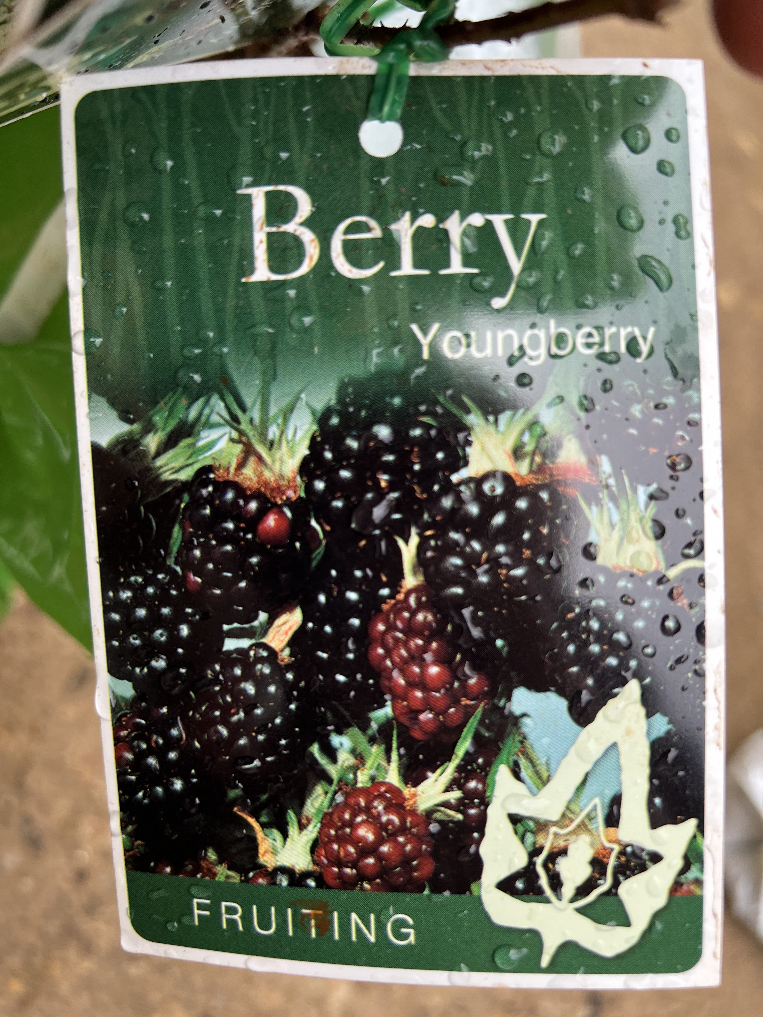Youngberry – Northcote Nursery